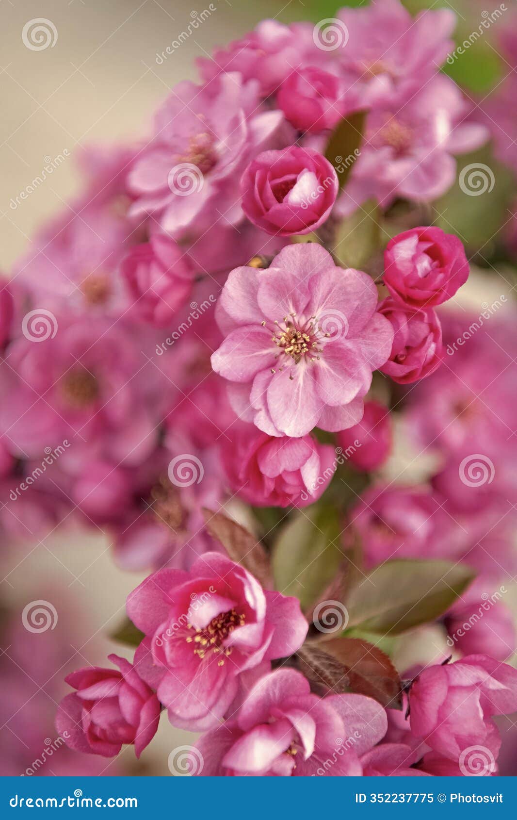 Spring Sakura in Nature, Selective Focus. Sakura in Nature. Sakura ...