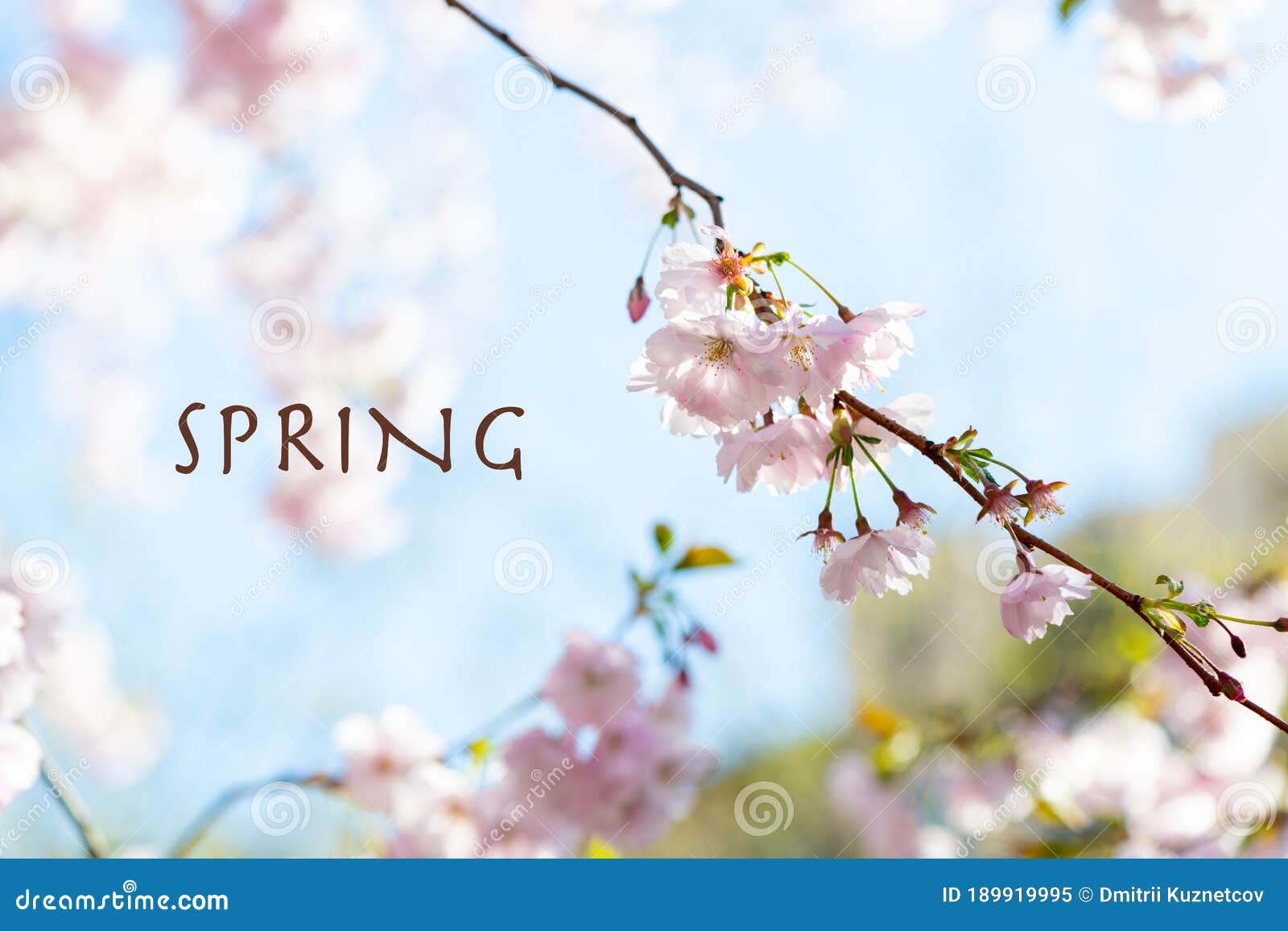Spring Sakura on Sky Background Stock Image - Image of beauty, flowers ...