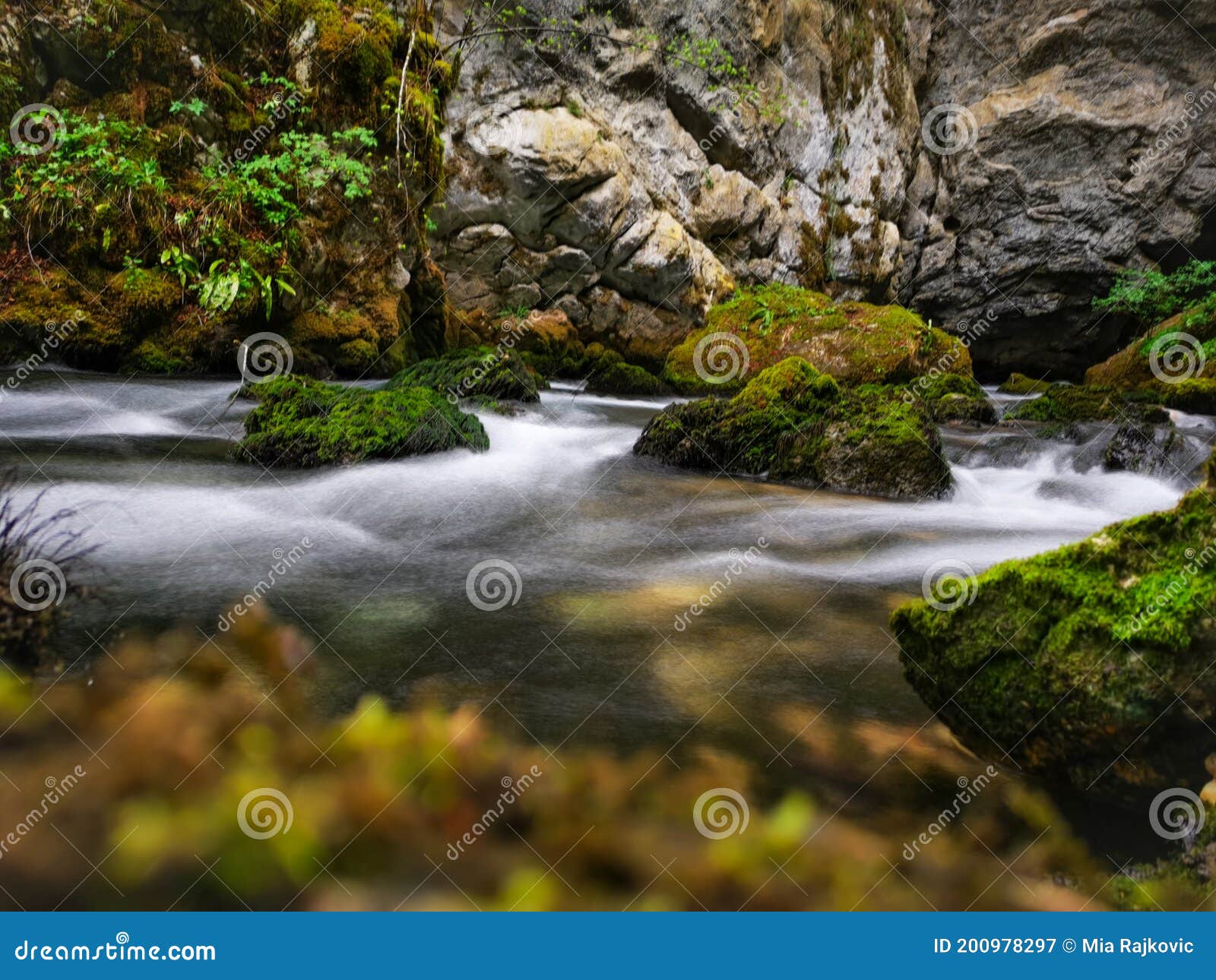 The spring of Sana river stock image. Image of forest - 200978297