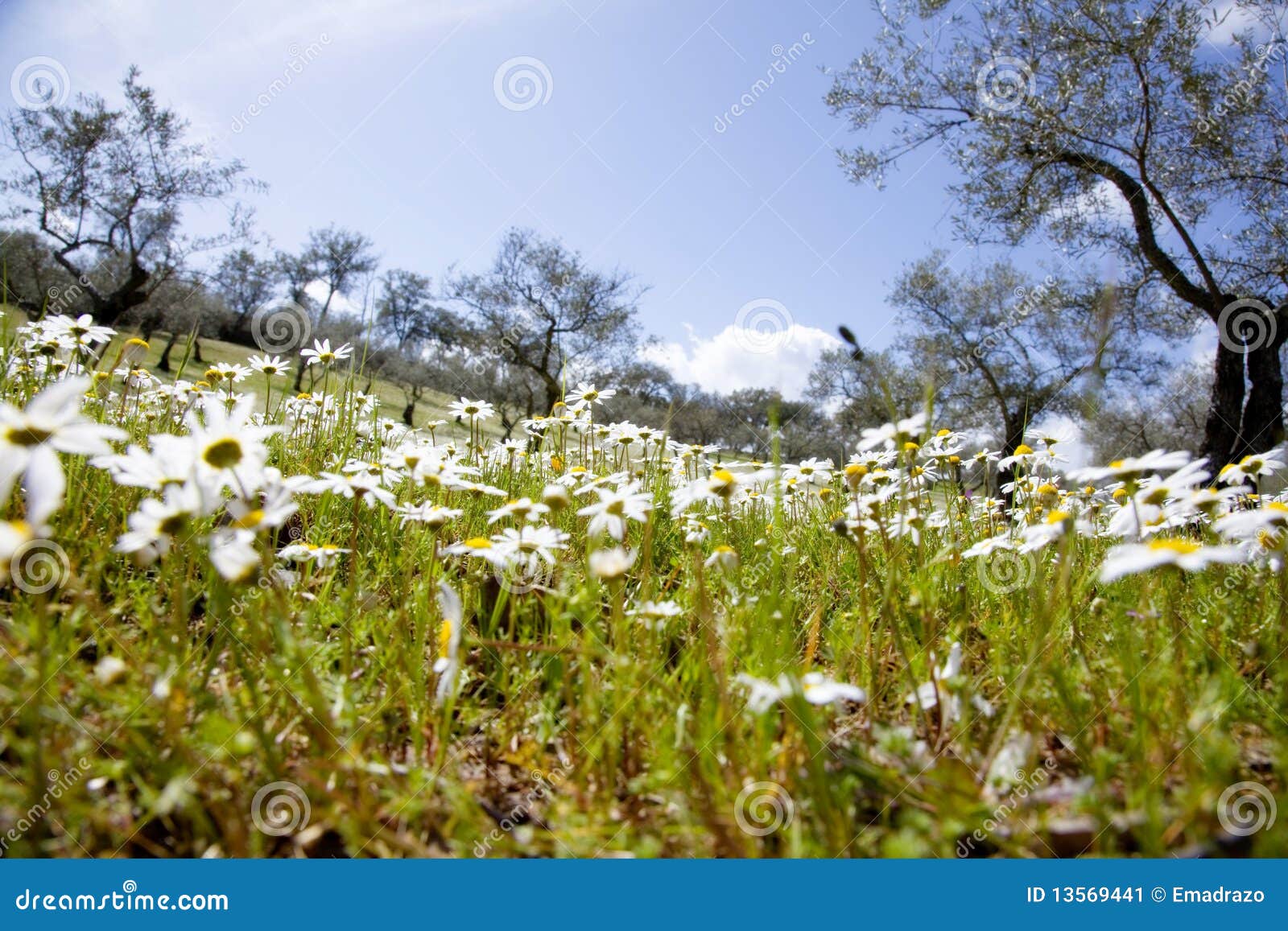 Spring scene stock image. Image of color, nature, grass - 13569441