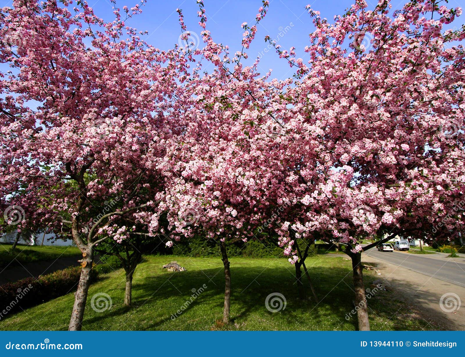 Spring scene stock photo. Image of garden, leaves, bloom - 13944110