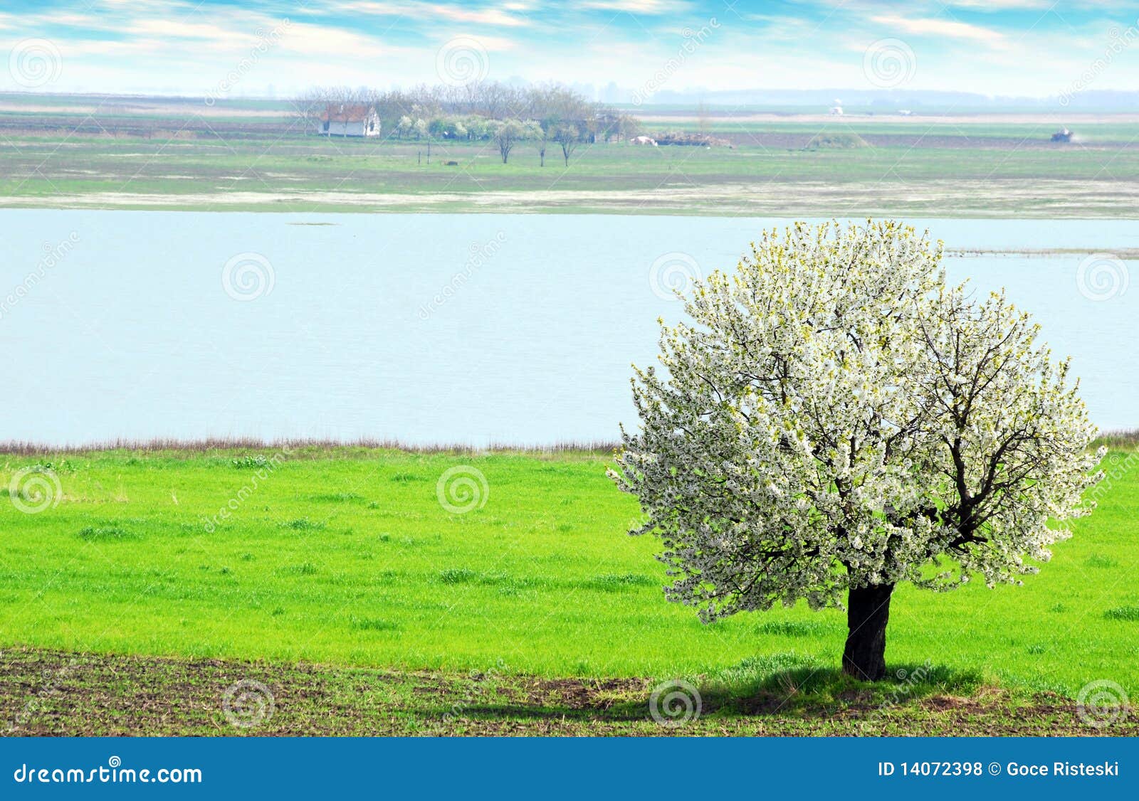 Spring scene stock photo. Image of tree, colorful, green - 14072398