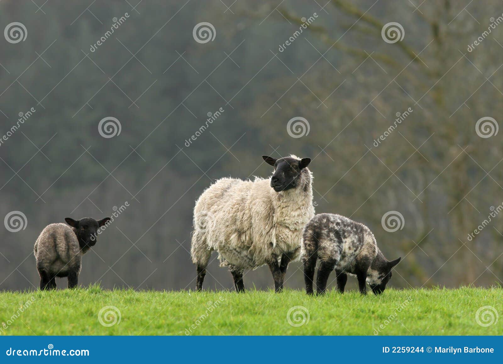 Female Sheep Protecting Her Lambs Stock Photos - Free & Royalty-Free ...