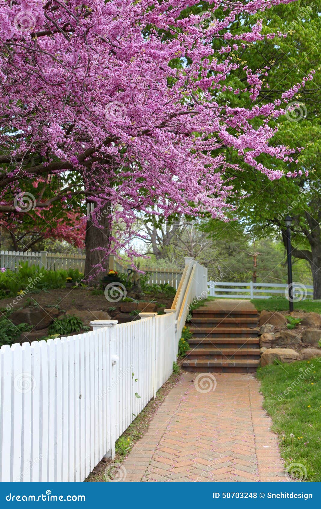 Spring scene stock photo. Image of leaf, nature, fresh - 50703248