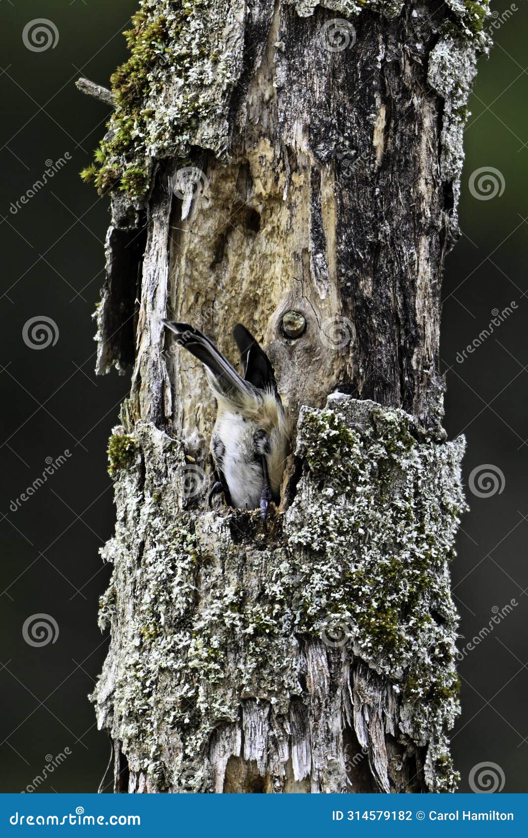 Spring Scene of a Black-Capped Chickadee Building a Nest Stock Photo ...