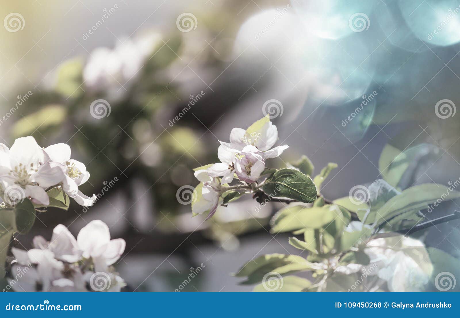 Blossom tree stock photo. Image of flowers, rural, flora - 109450268