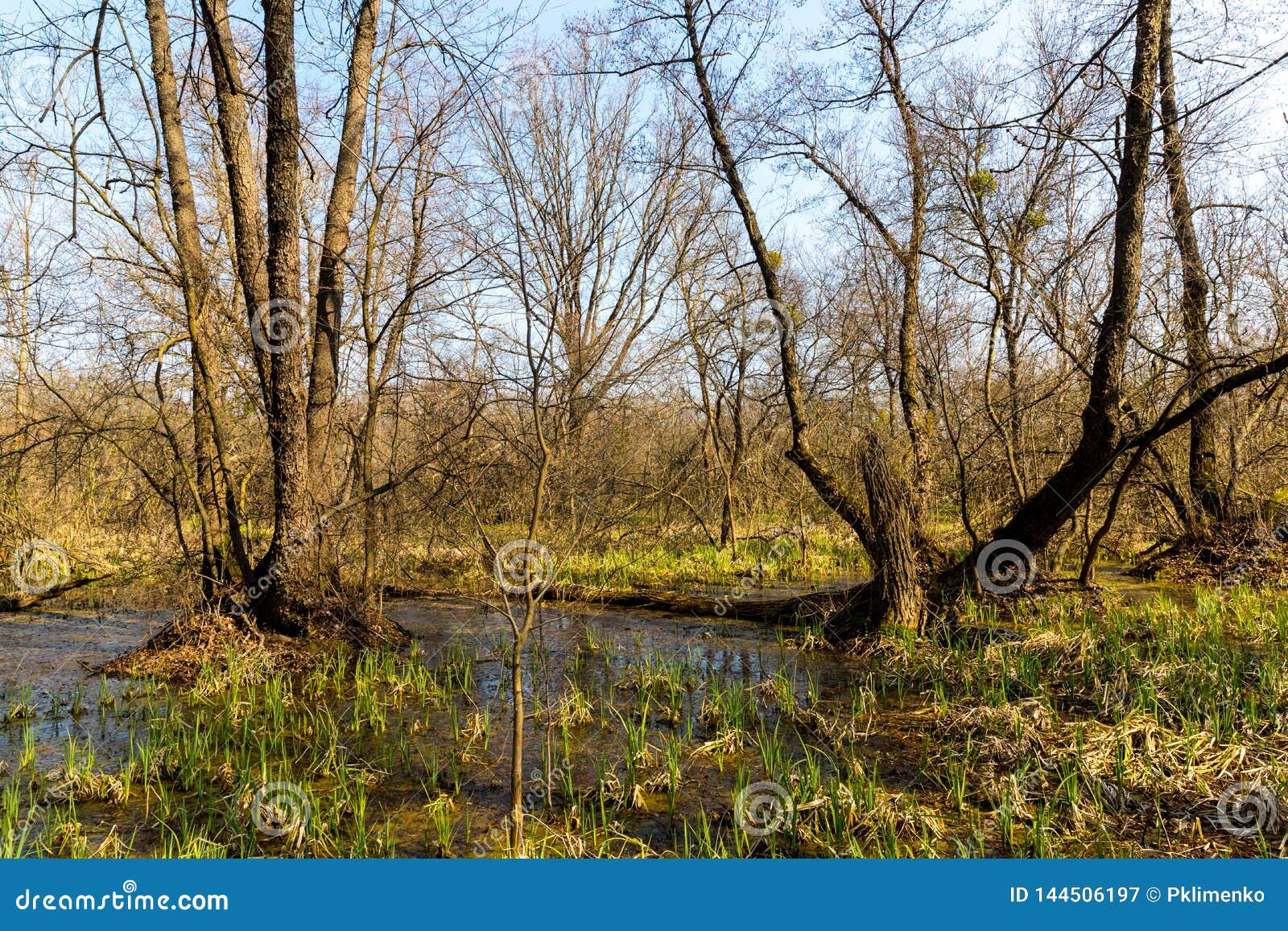 Marsh in spring forest stock image. Image of trees, lake - 144506197