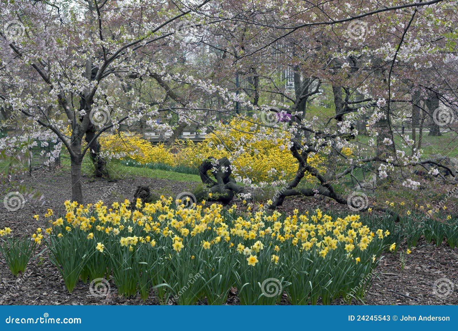 Spring Scene in Central Park Stock Image - Image of park, city: 24245543