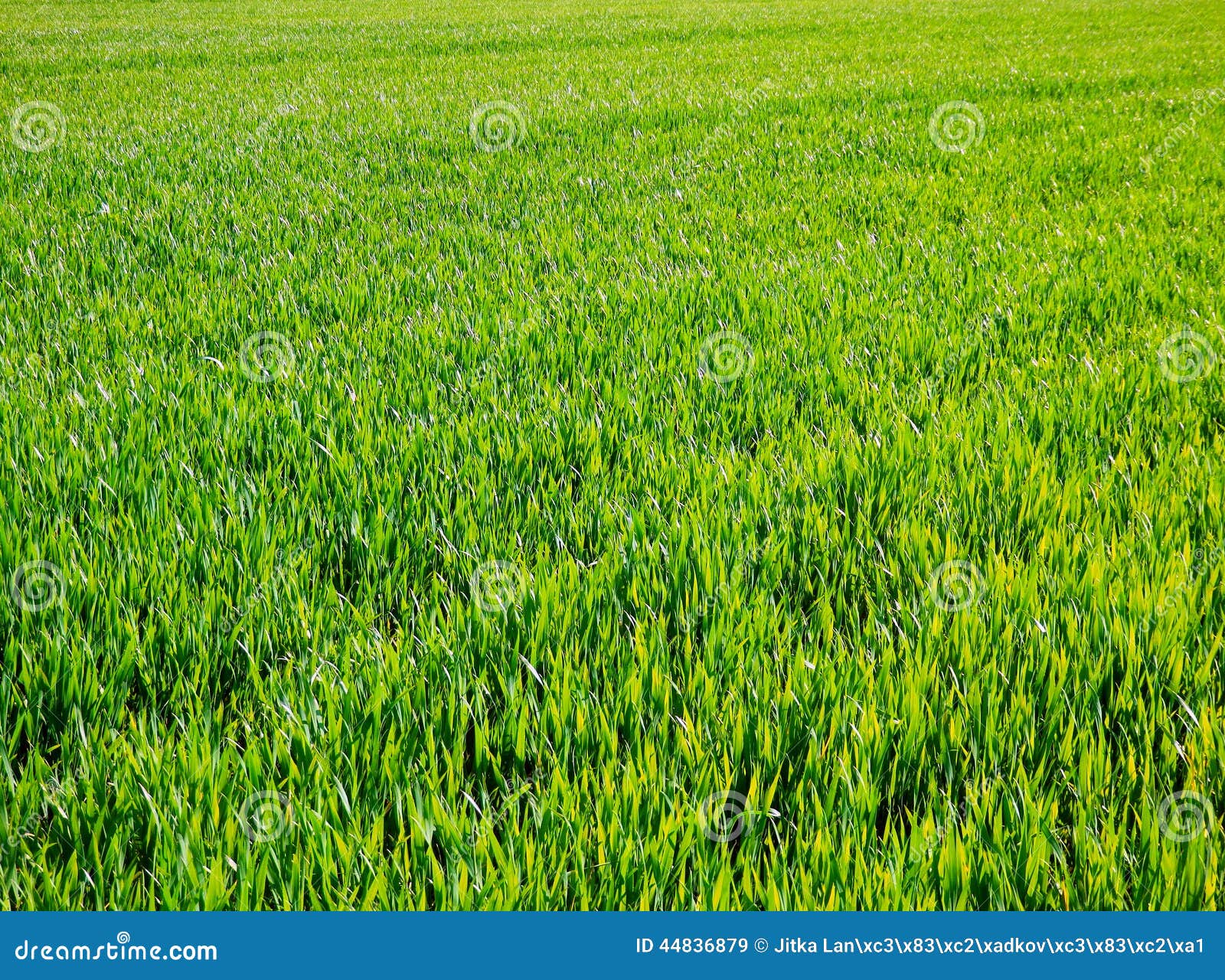 Spring Scene with Green Fields Stock Image - Image of environment ...