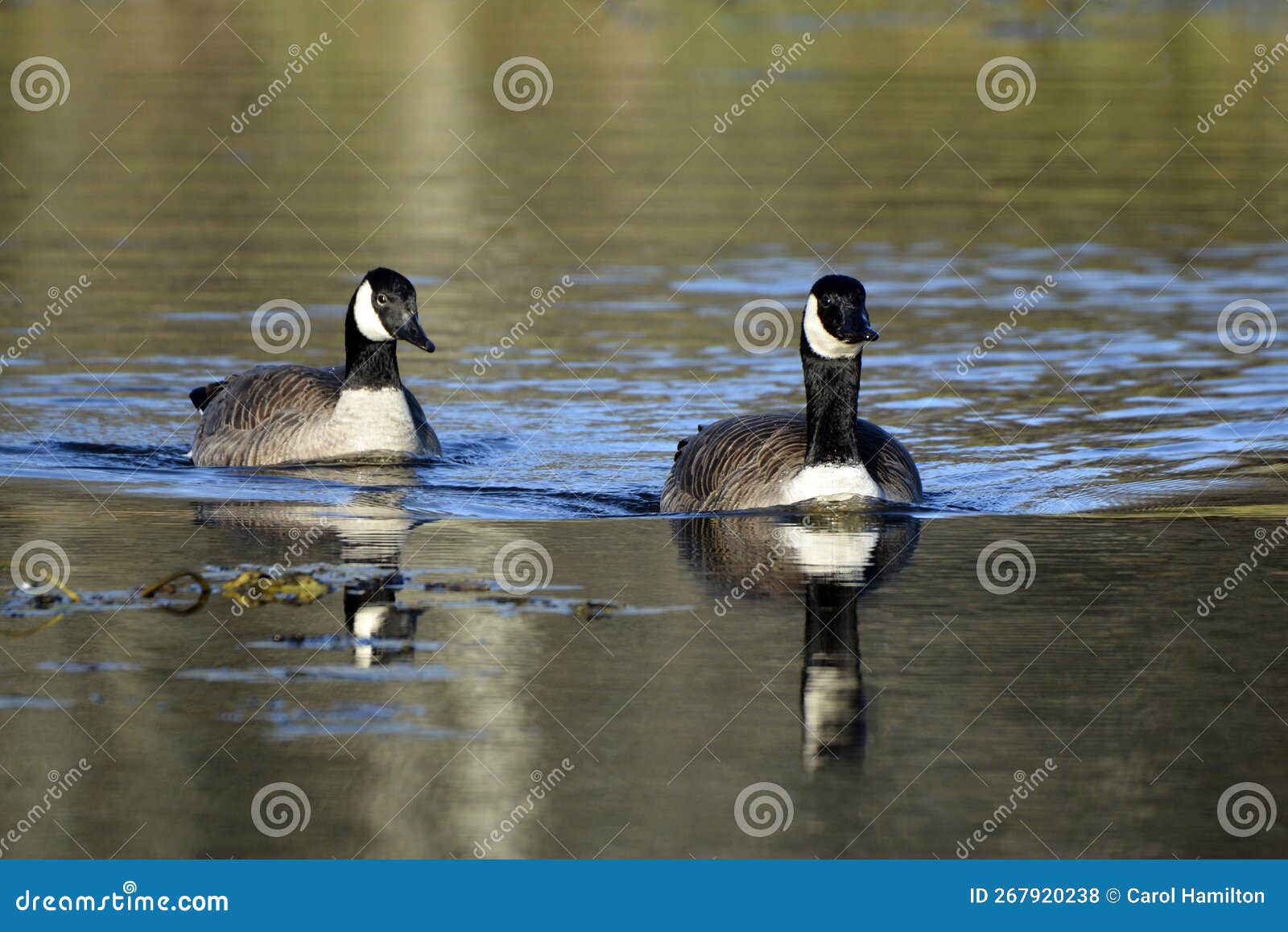Two Canada Geese Swimming Along River Stock Photo - Image of waterfowl ...
