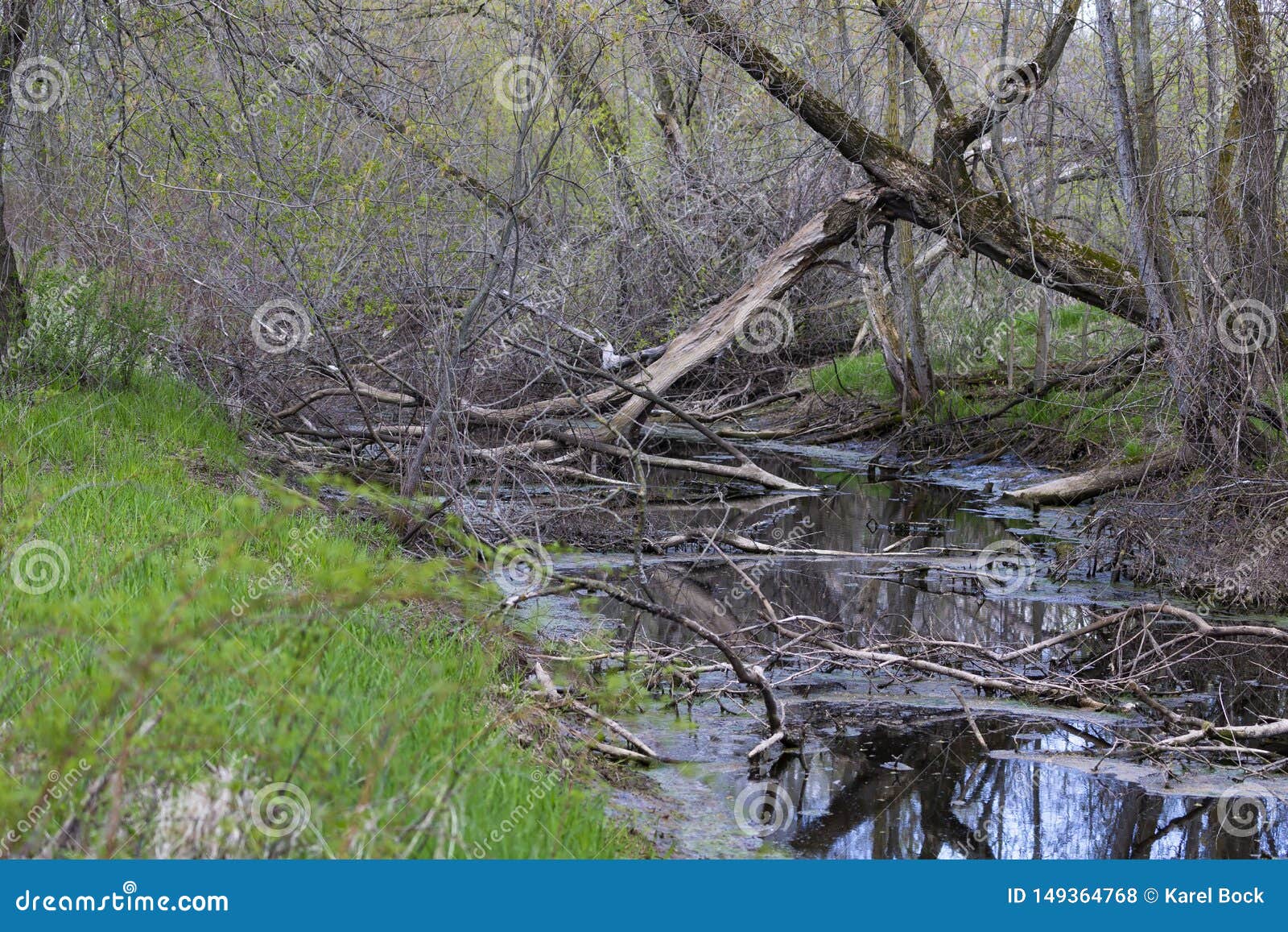 Old Forest with Fallen Trees Trunks and Broken Branches Stock Photo ...