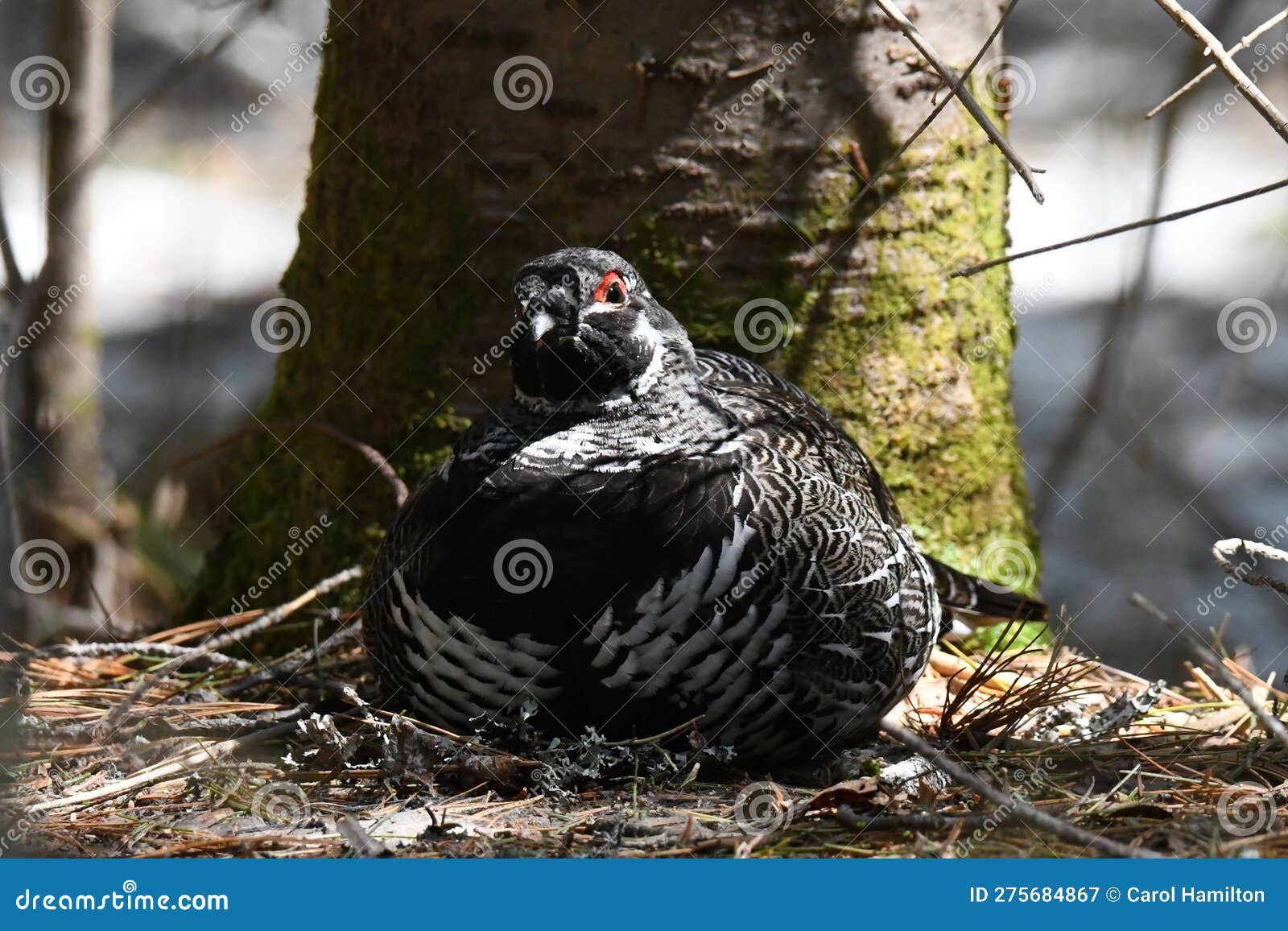Spring Scene of a Spruce Grouse or Canada Grouse Bird Stock Image ...