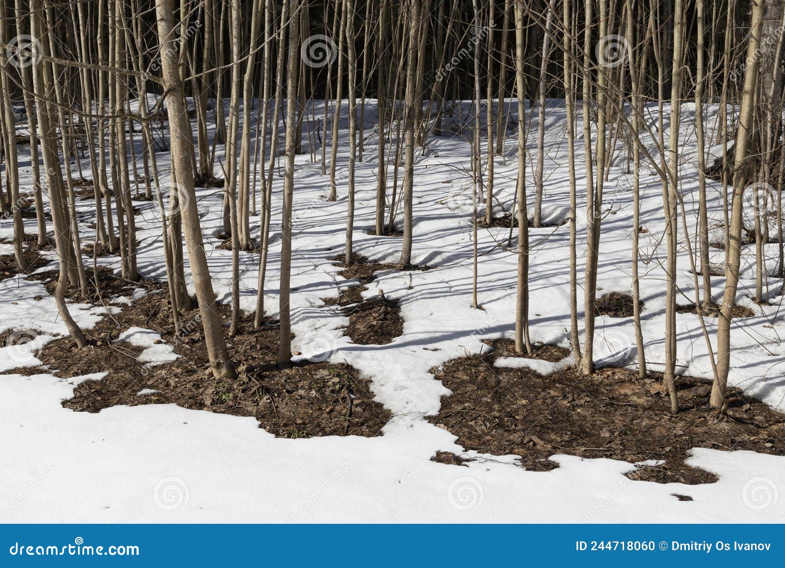 Spring Scene with Thawed Patches Around the Forest Trees Stock Photo ...