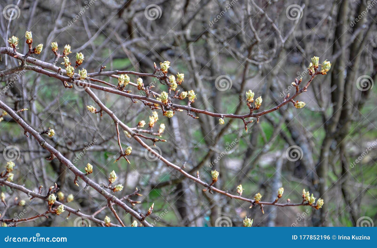 Spring Scene with a Tree Branch that is Barely Starting To Unfold ...