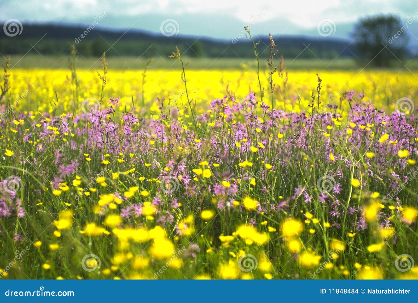 Spring scenery stock photo. Image of fresh, meadows, fields - 11848484