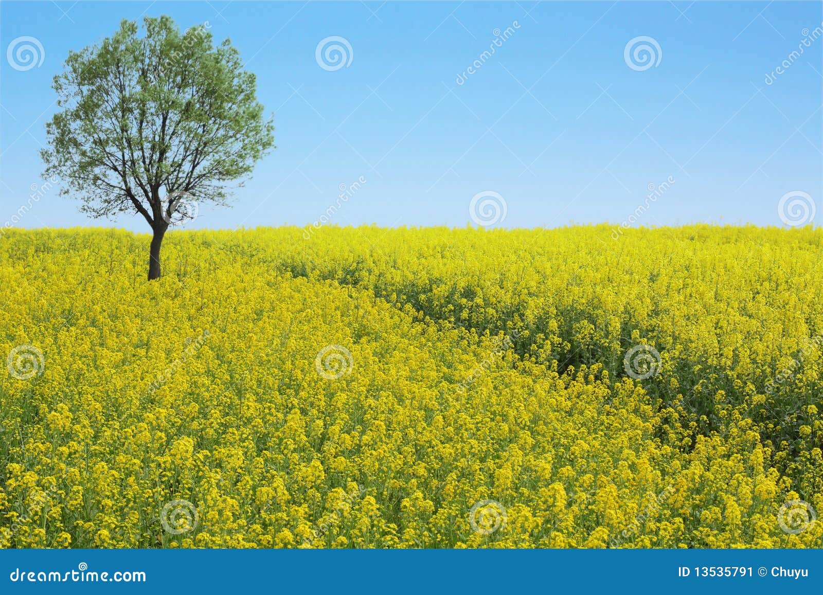 Spring scenery stock image. Image of nature, flower, crop - 13535791