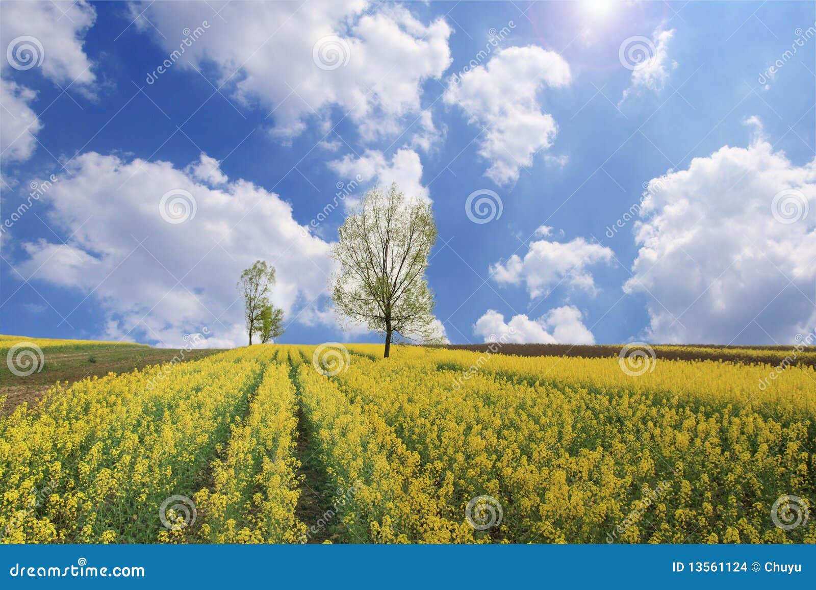 Spring scenery stock photo. Image of horizon, blue, nature - 13561124