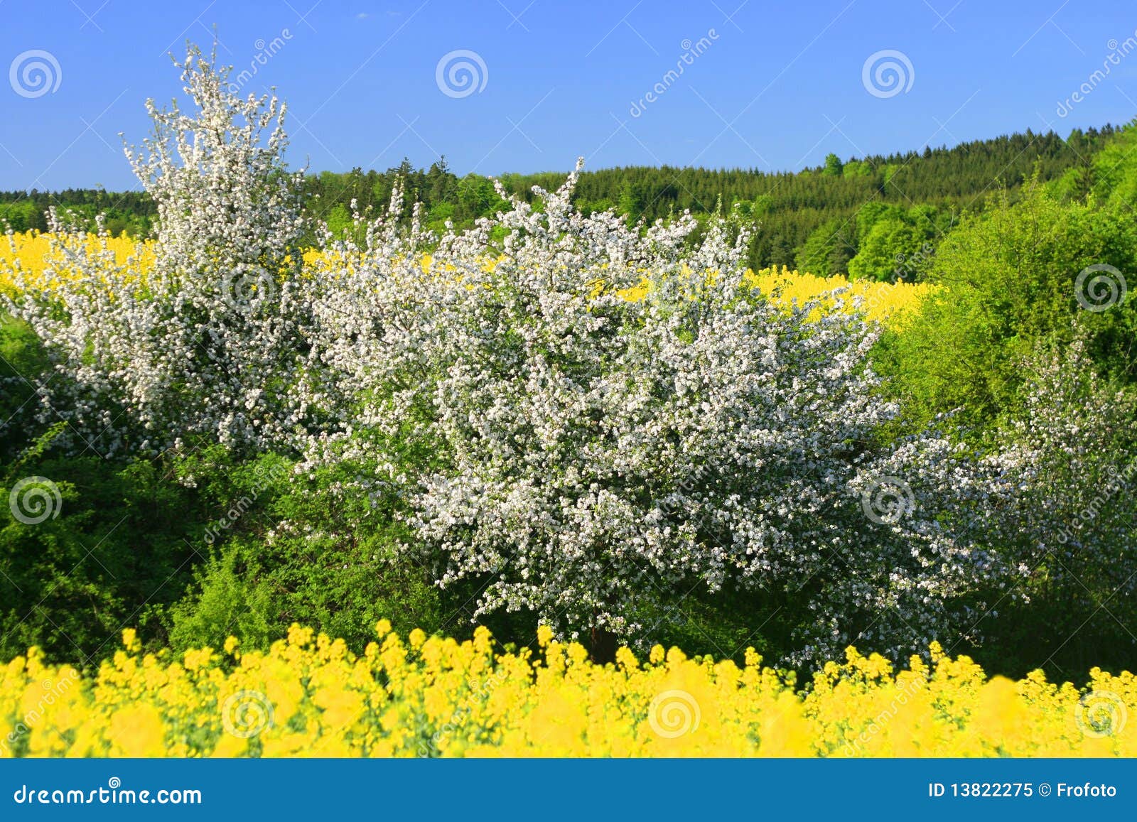 Spring scenery stock image. Image of flora, scenery, tree - 13822275
