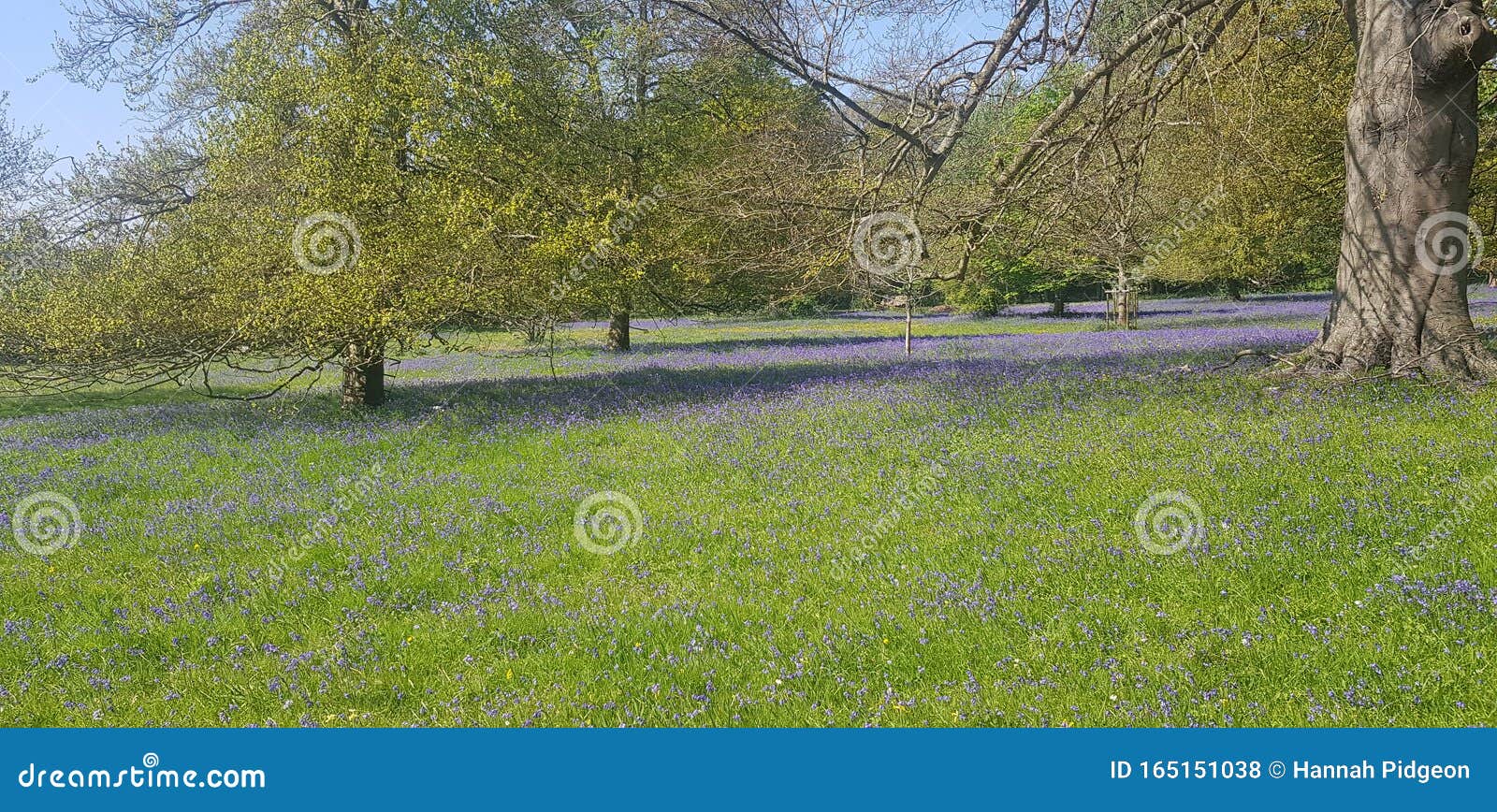 Bluebell field stock photo. Image of field, scenery - 165151038