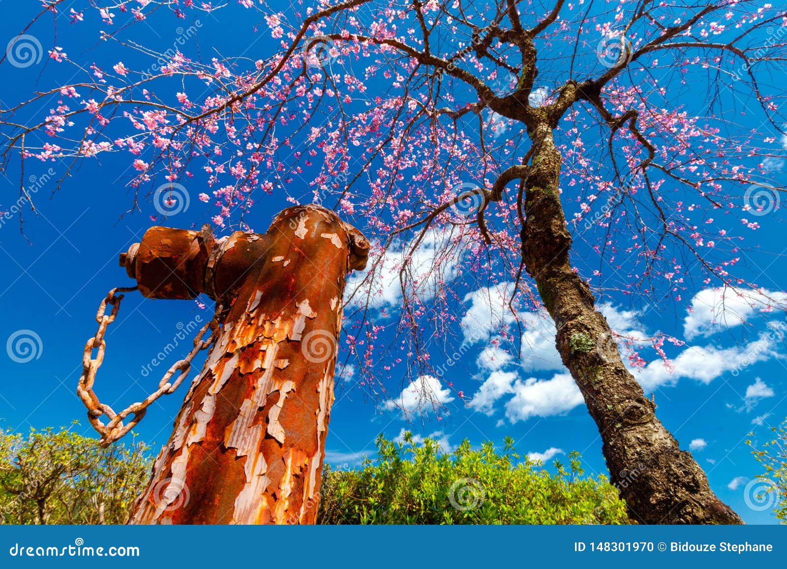 Spring scenery in Japan stock photo. Image of blossoming - 148301970