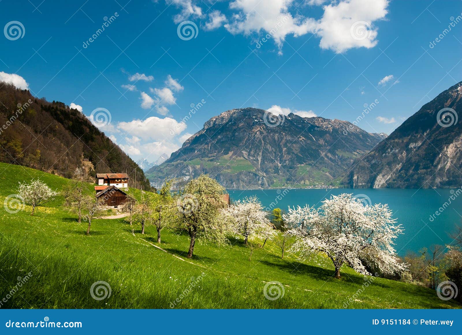 Spring Scenery at Lake Lucern Stock Photo - Image of grass, sunny: 9151184