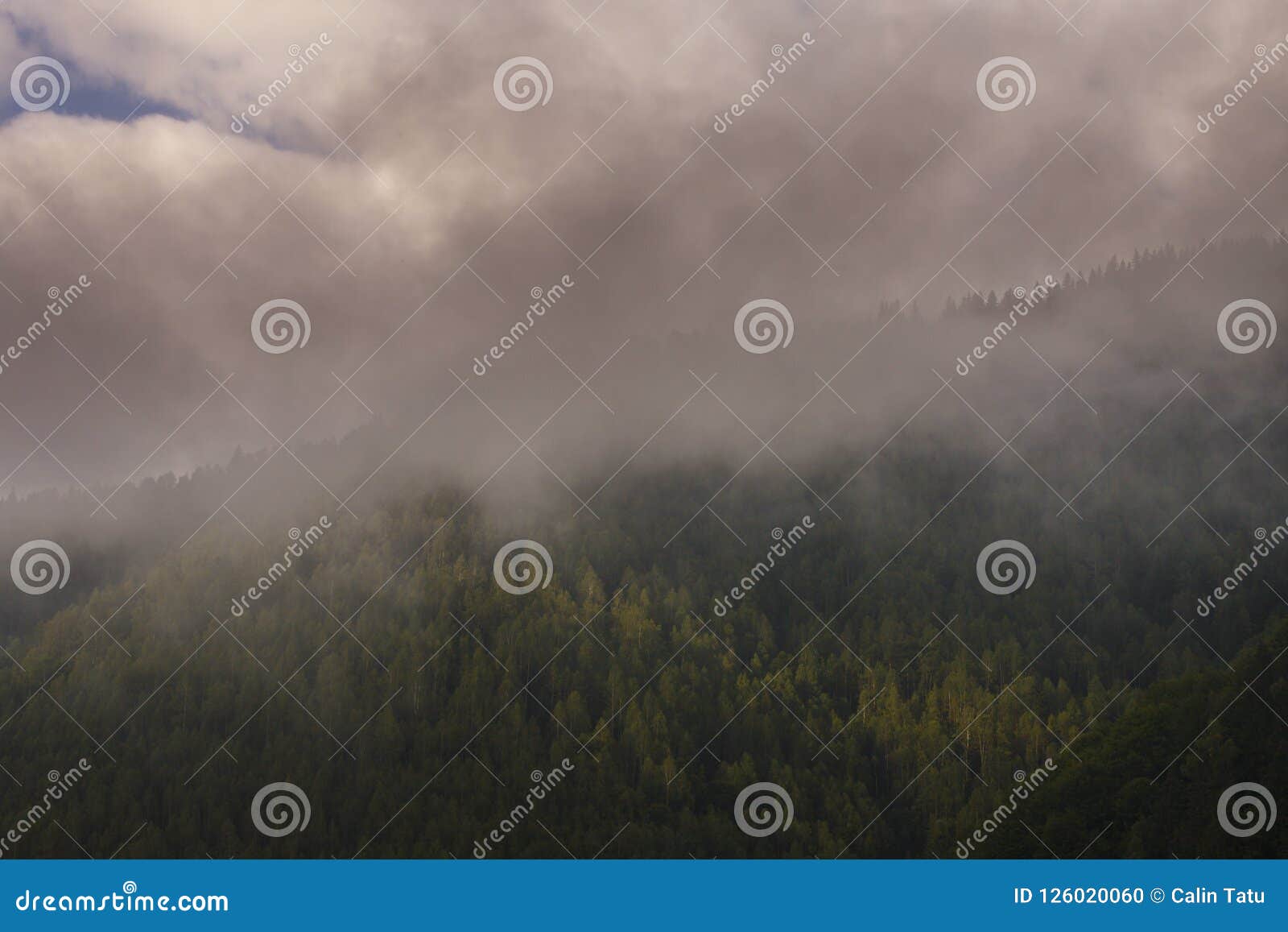 Spring Scenery in the Mountains, with Rain and Mist in a Fir Tree ...