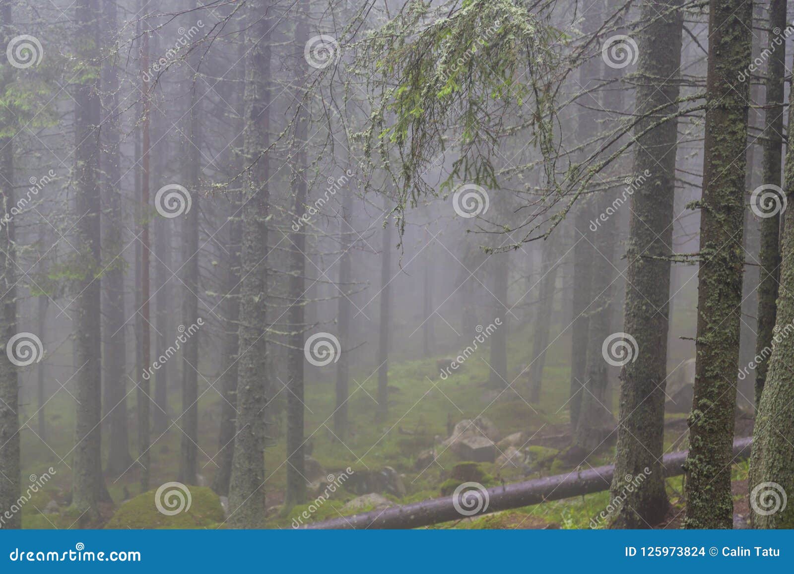 Spring Scenery in the Mountains, with Rain and Mist in a Fir Tree ...