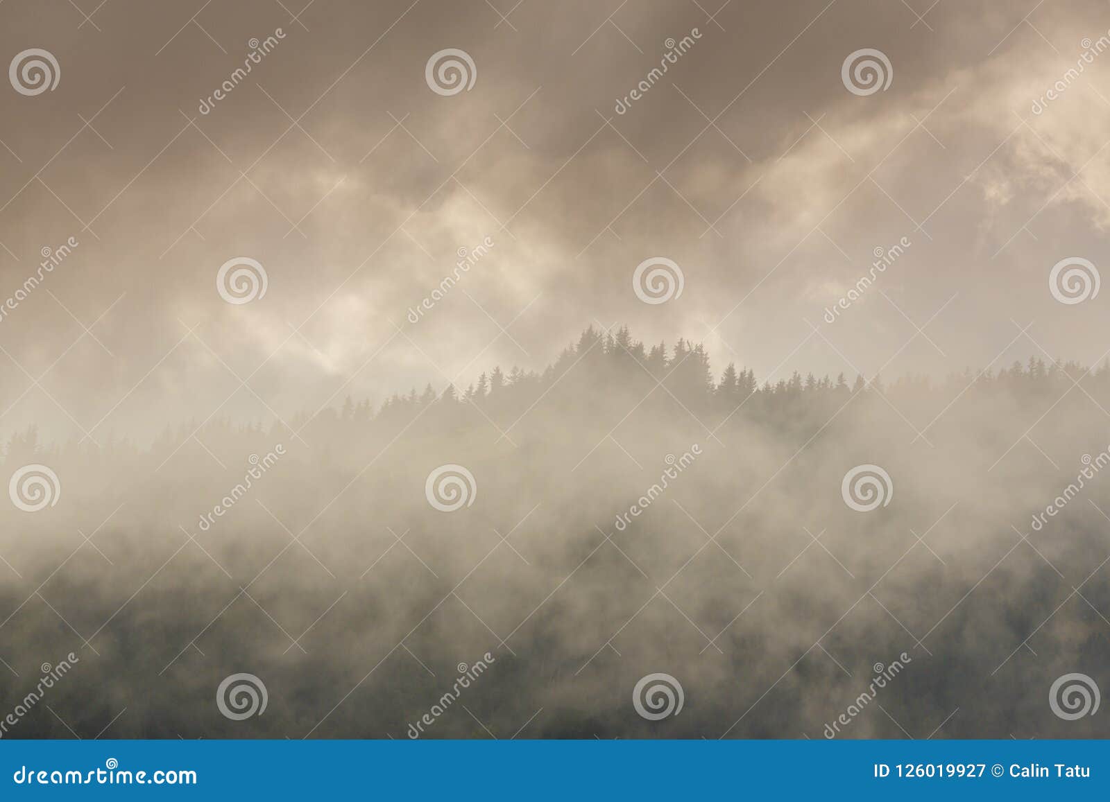 Spring Scenery in the Mountains, with Rain and Mist in a Fir Tree ...
