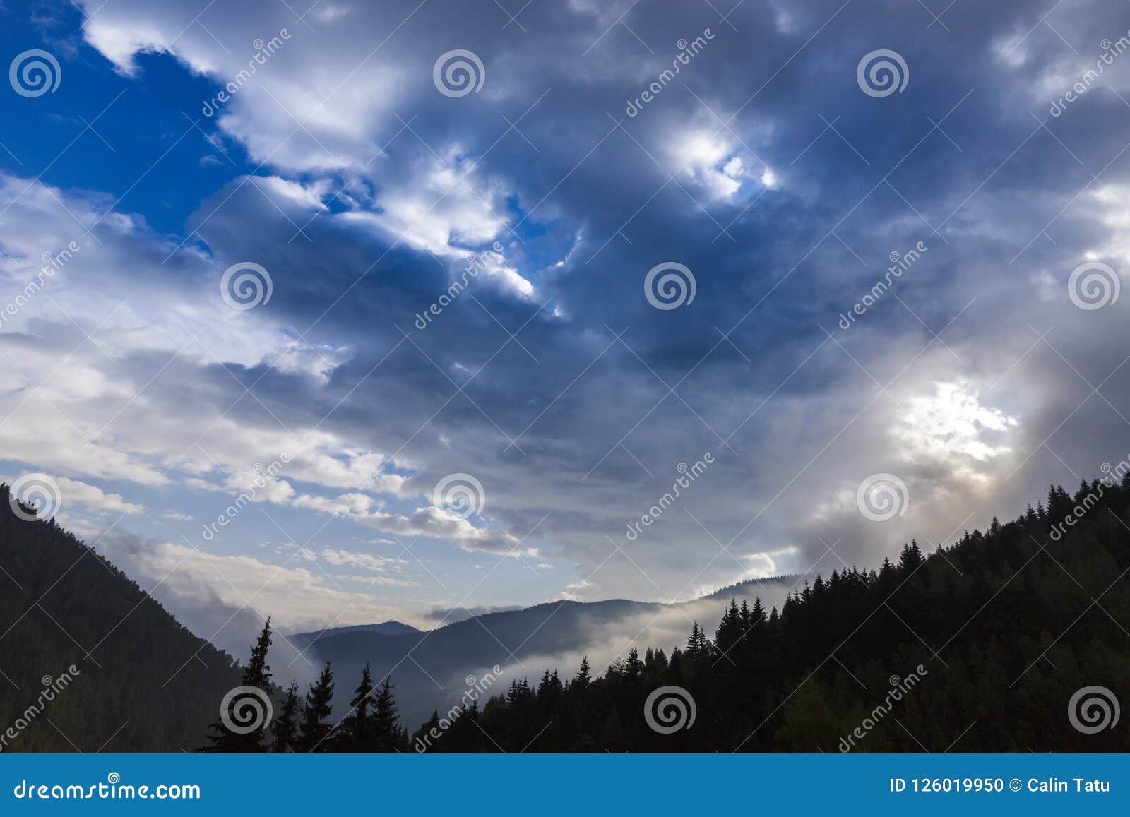 Spring Scenery in the Mountains, with Rain and Mist in a Fir Tree ...