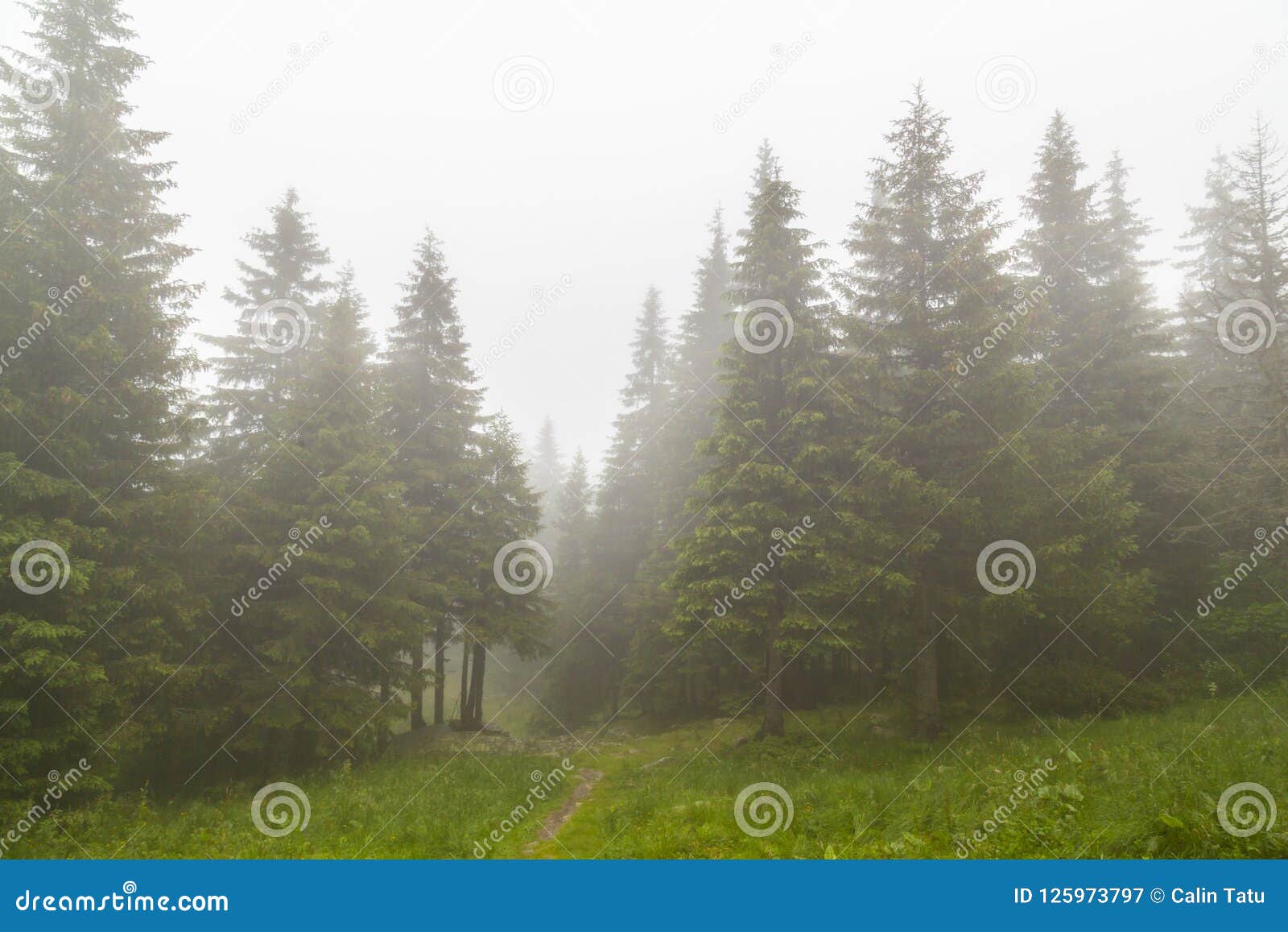 Spring Scenery in the Mountains, with Rain and Mist in a Fir Tree ...