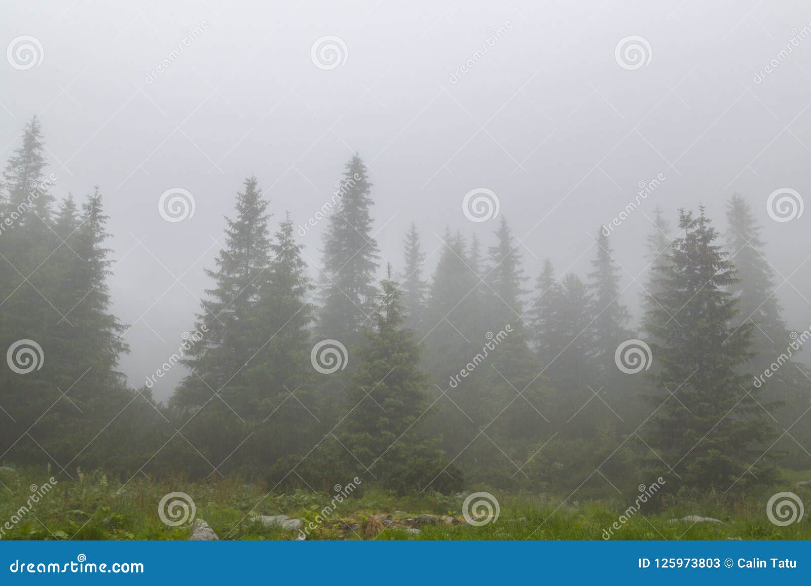 Spring Scenery in the Mountains, with Rain and Mist in a Fir Tree ...