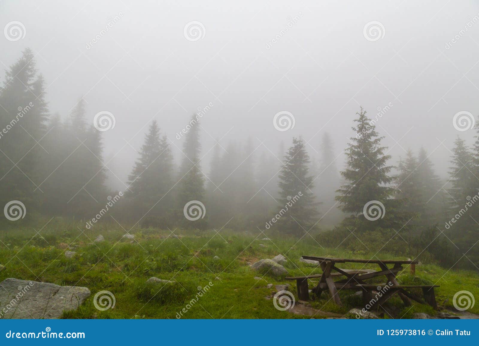 Spring Scenery in the Mountains, with Rain and Mist in a Fir Tree ...