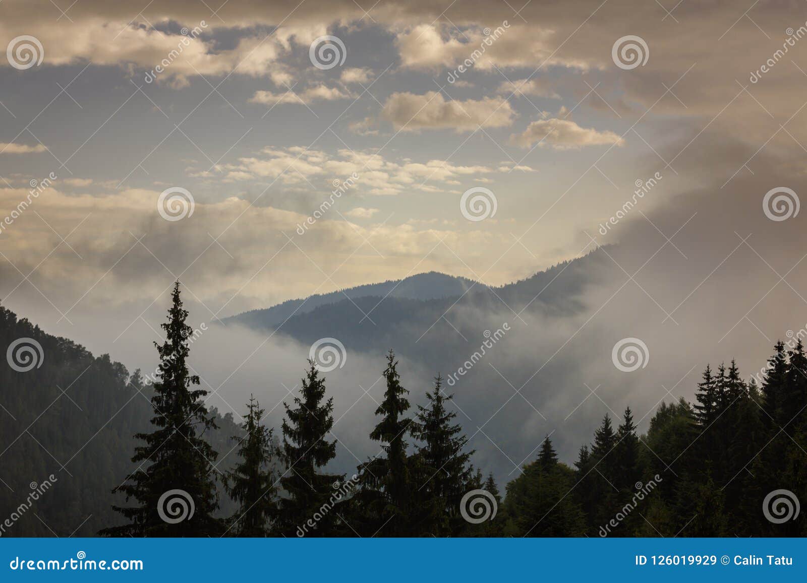 Spring Scenery in the Mountains, with Rain and Mist in a Fir Tree ...