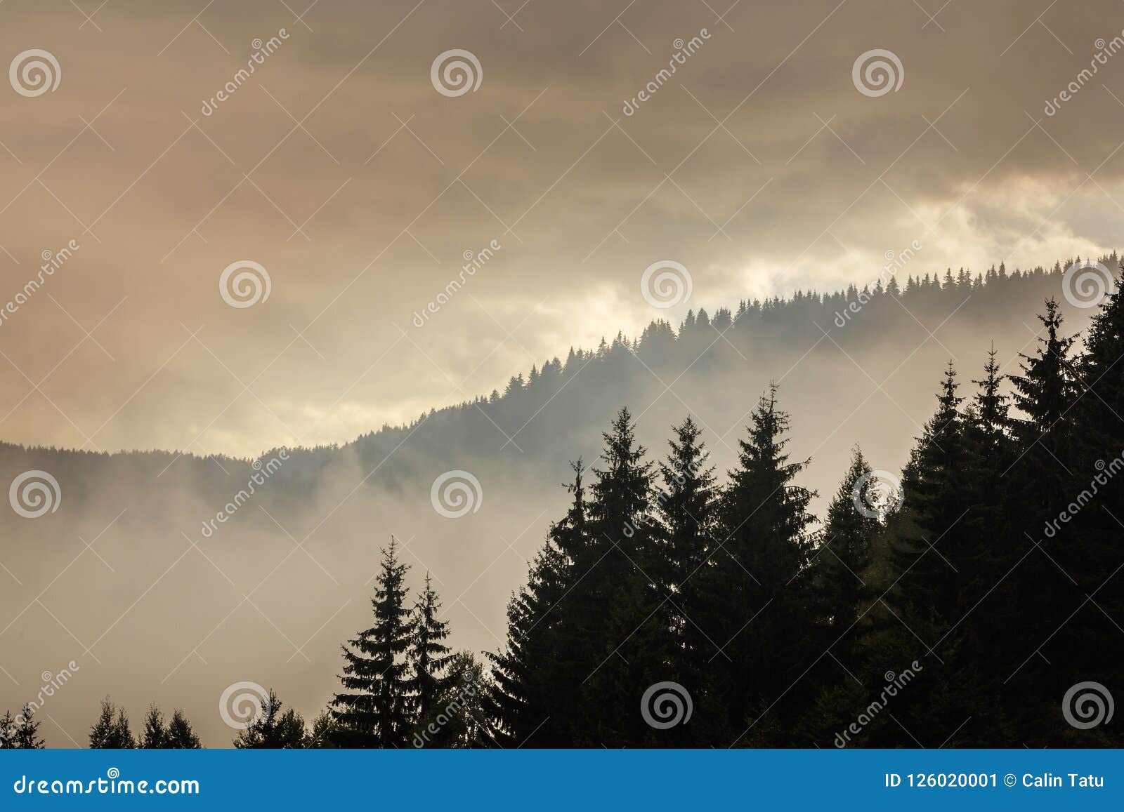 Spring Scenery in the Mountains, with Rain and Mist in a Fir Tree ...