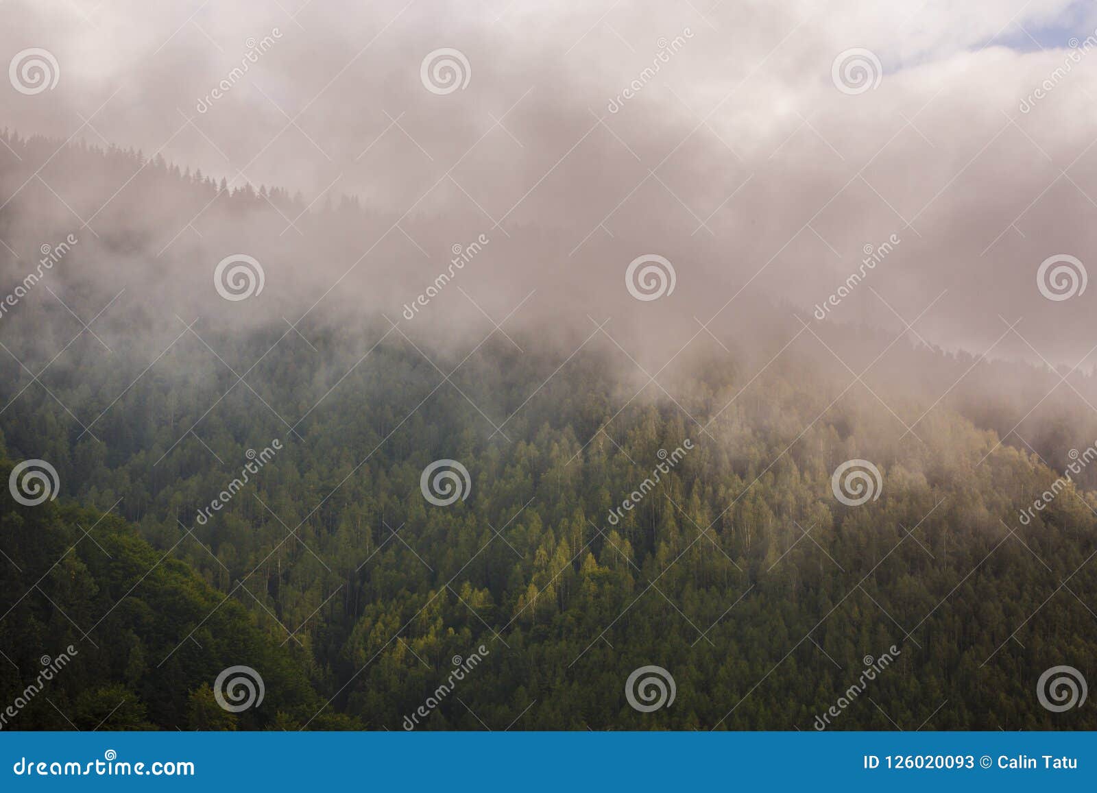 Spring Scenery in the Mountains, with Rain and Mist in a Fir Tree ...