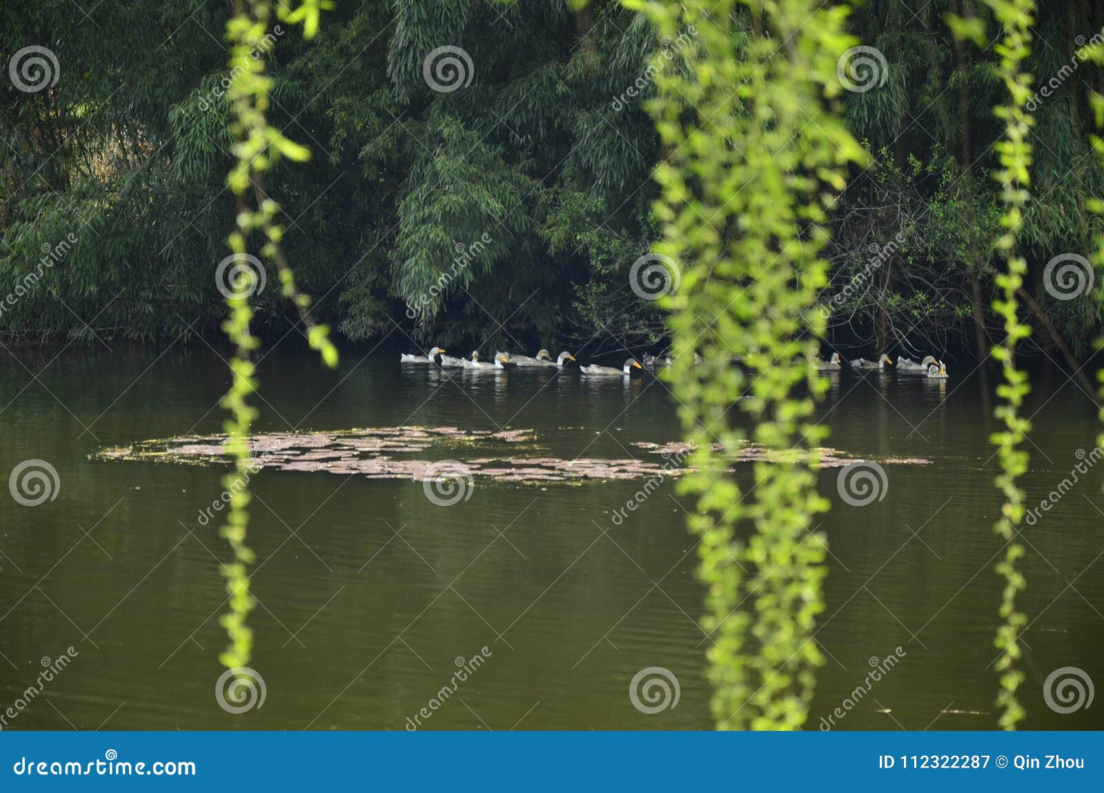 The Spring Scenery of Suzhou,China. Stock Image - Image of spring ...