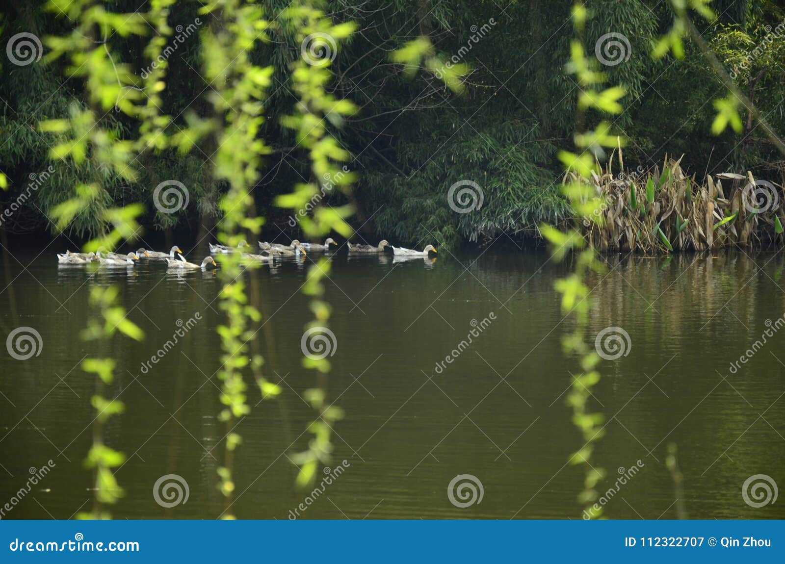 The Spring Scenery of Suzhou,China. Stock Image - Image of light ...