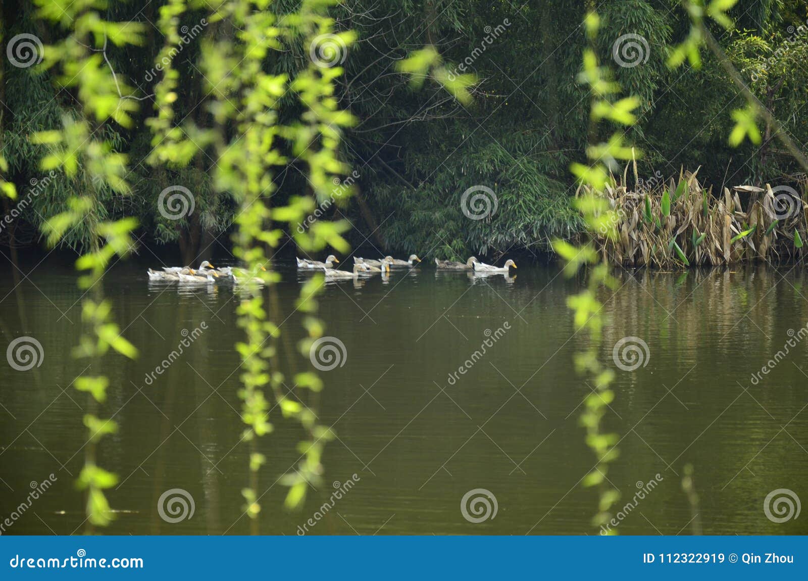 The Spring Scenery of Suzhou,China. Stock Image - Image of chinese ...