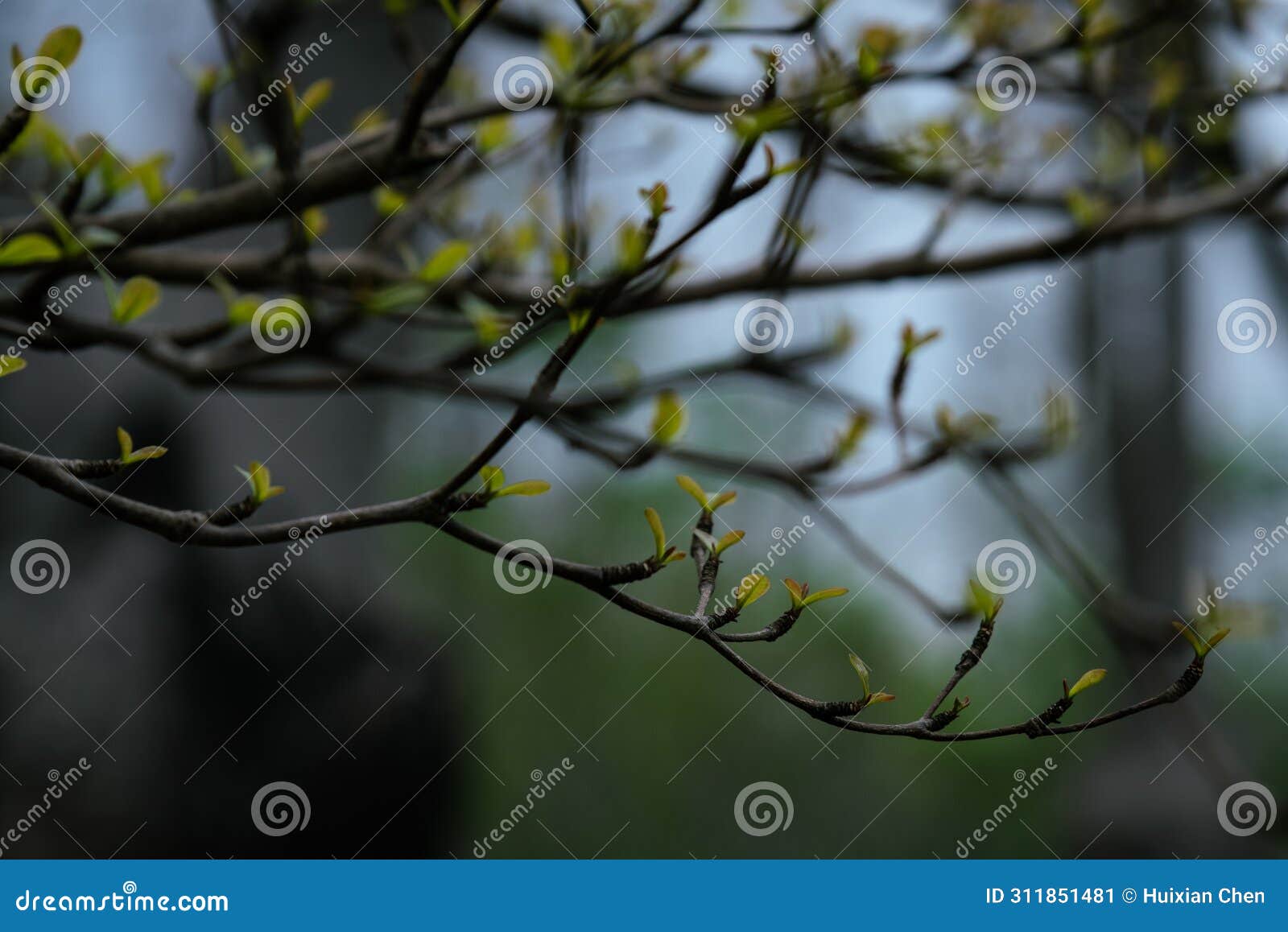 Trees Sprouted Up New Green Leaves in Spring. Stock Image - Image of ...