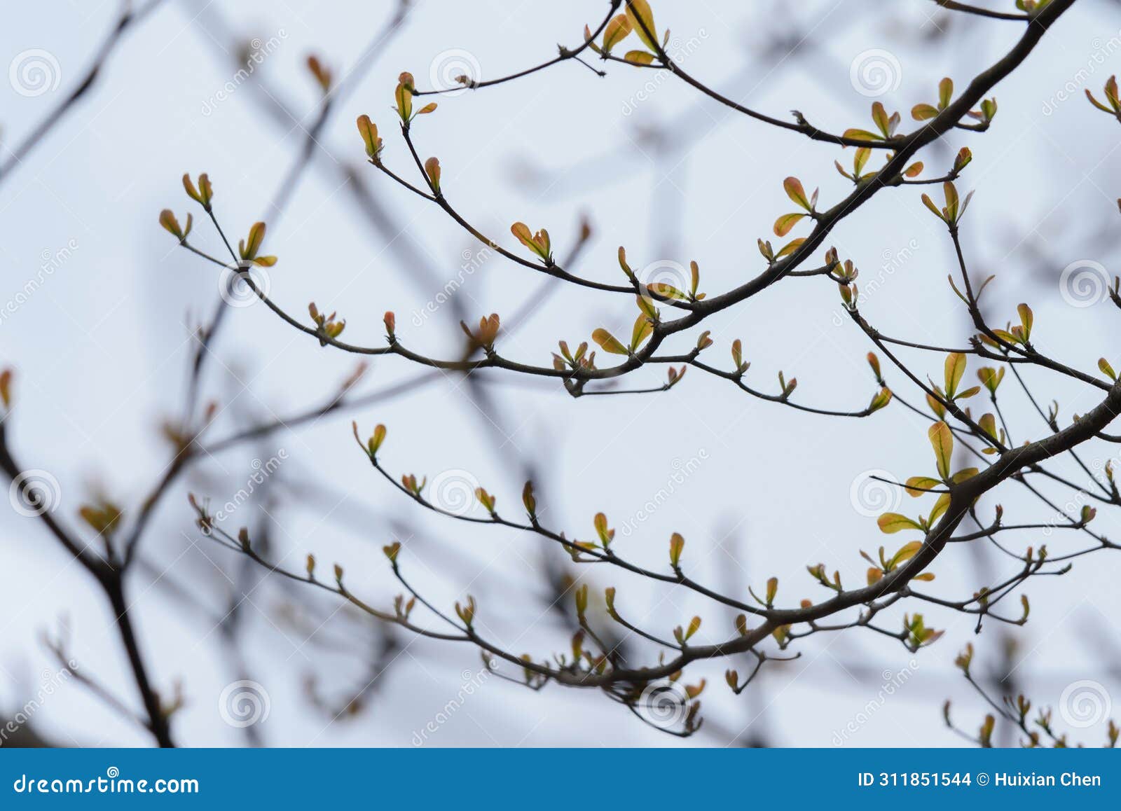 Trees Sprouted Up New Green Leaves in Spring. Stock Photo - Image of ...