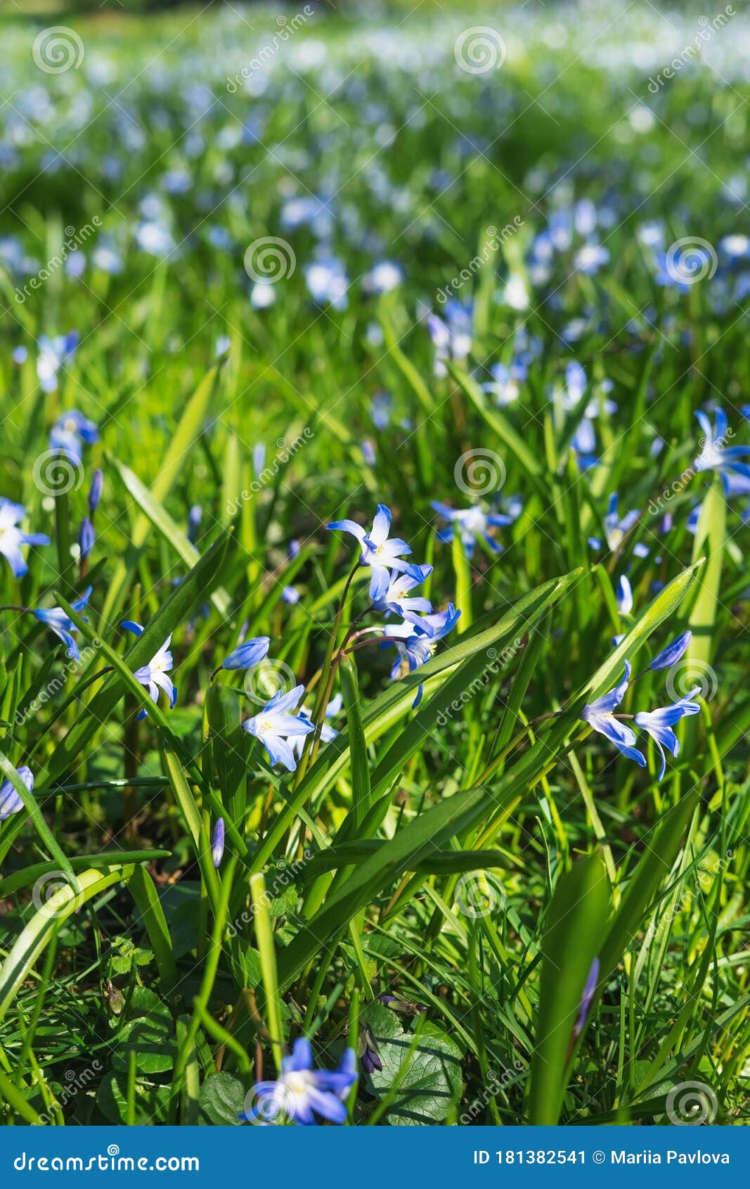 Spring Scilla Flower Field in the Park Stock Image - Image of spring ...