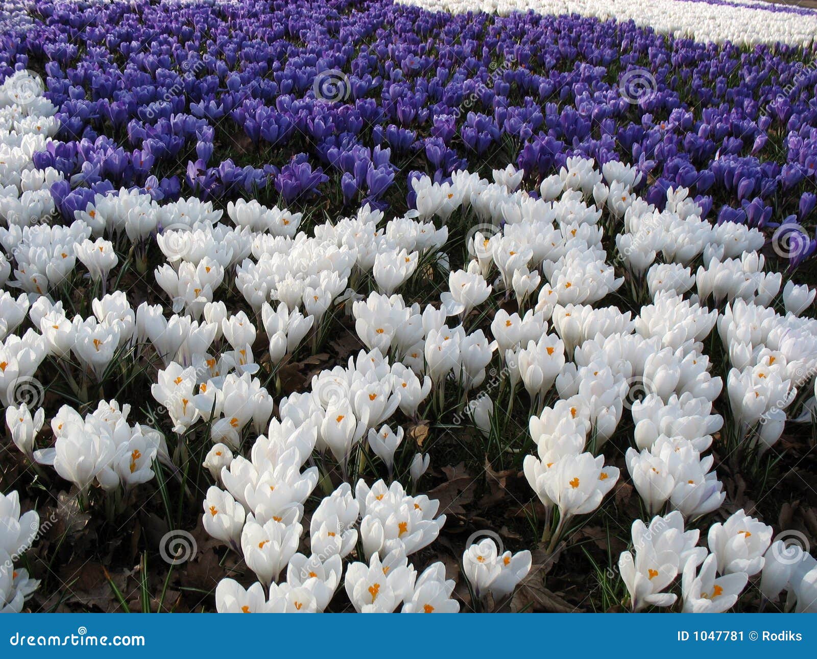 Spring Sea of Flowers - Crocuses Stock Image - Image of decoration ...