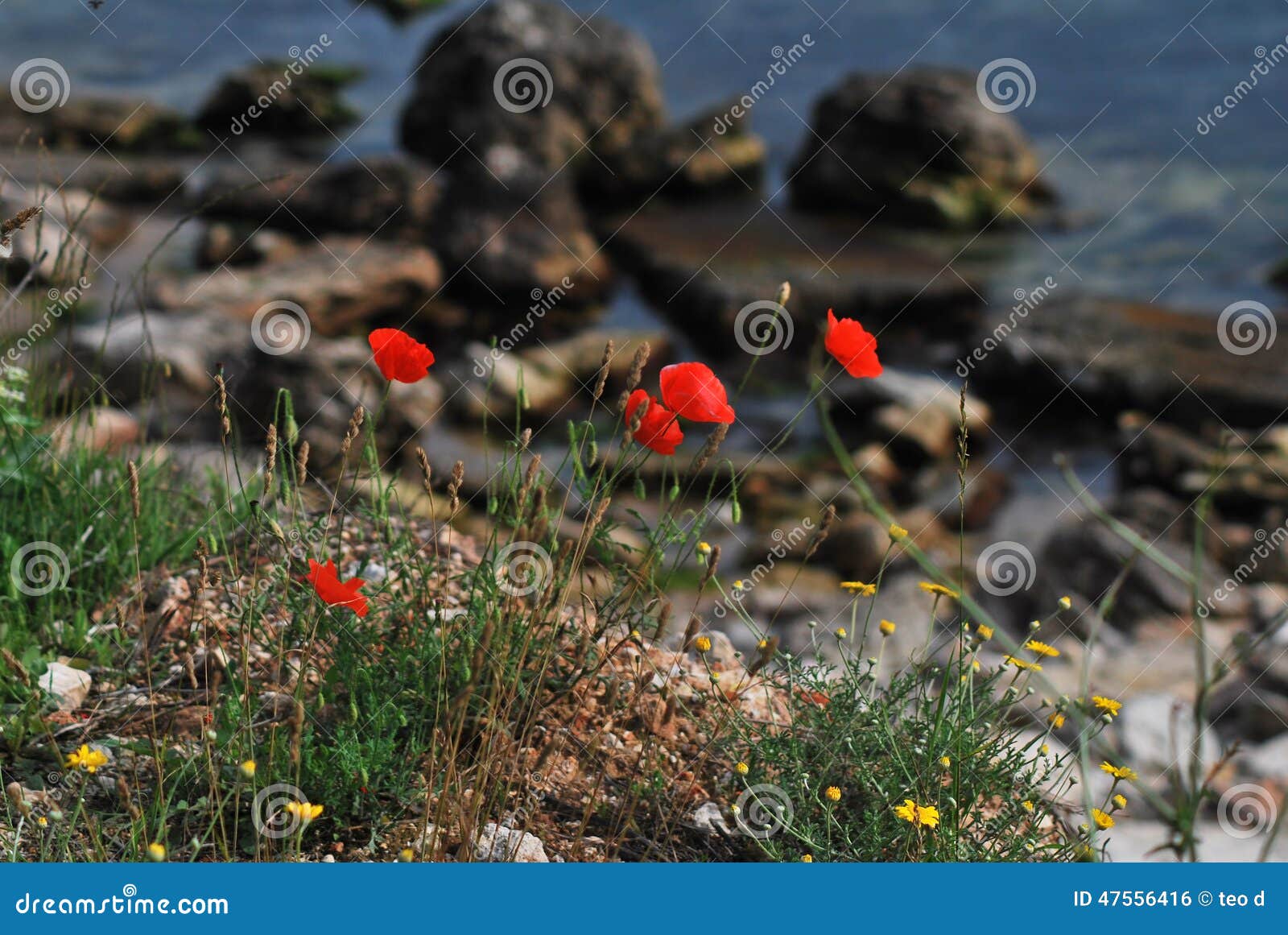Spring on the seaside stock photo. Image of gentle, flowers - 47556416