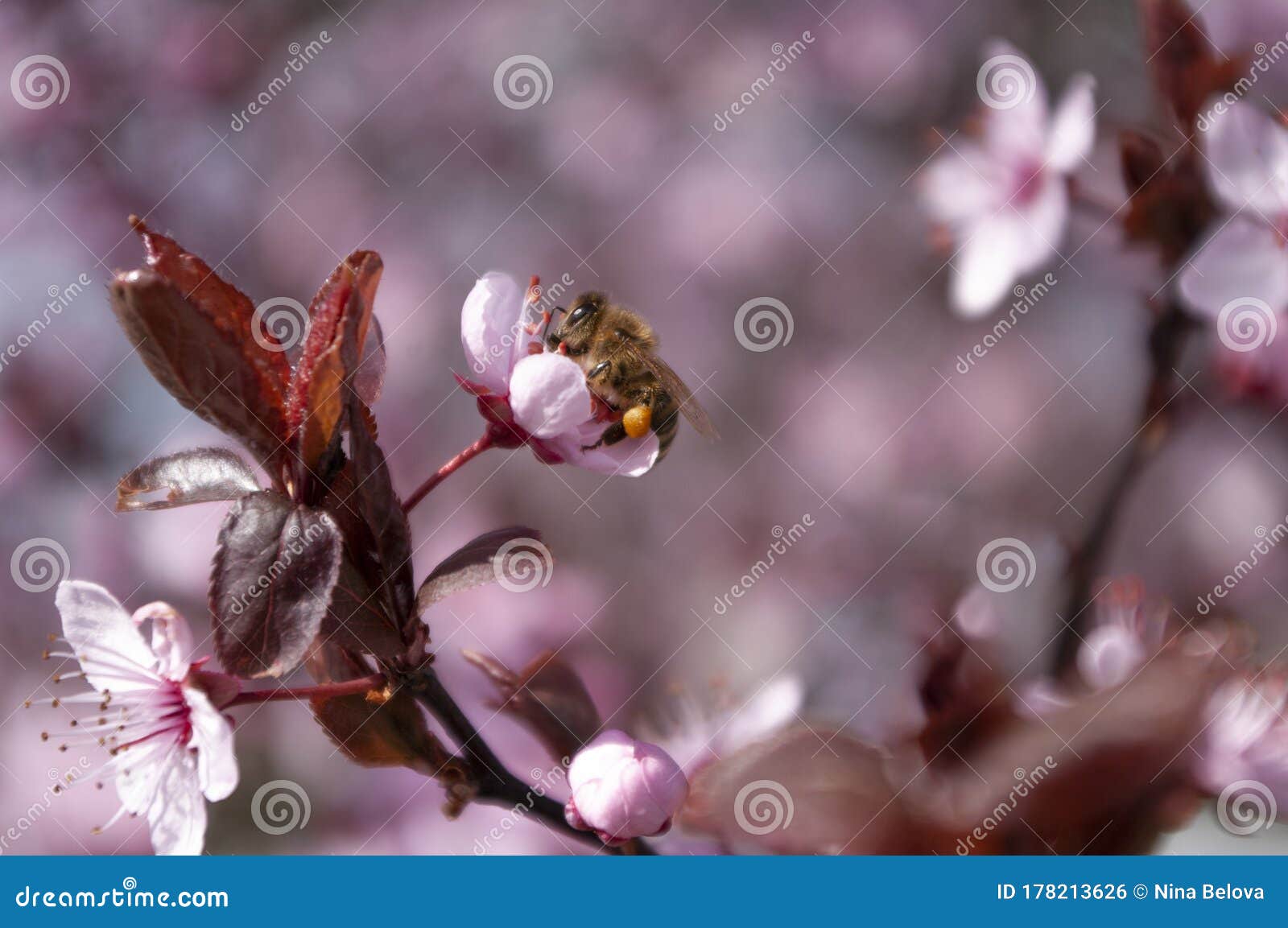 Spring Season, Bee on Flower Picking Honey, Beekeeping Stock Photo ...
