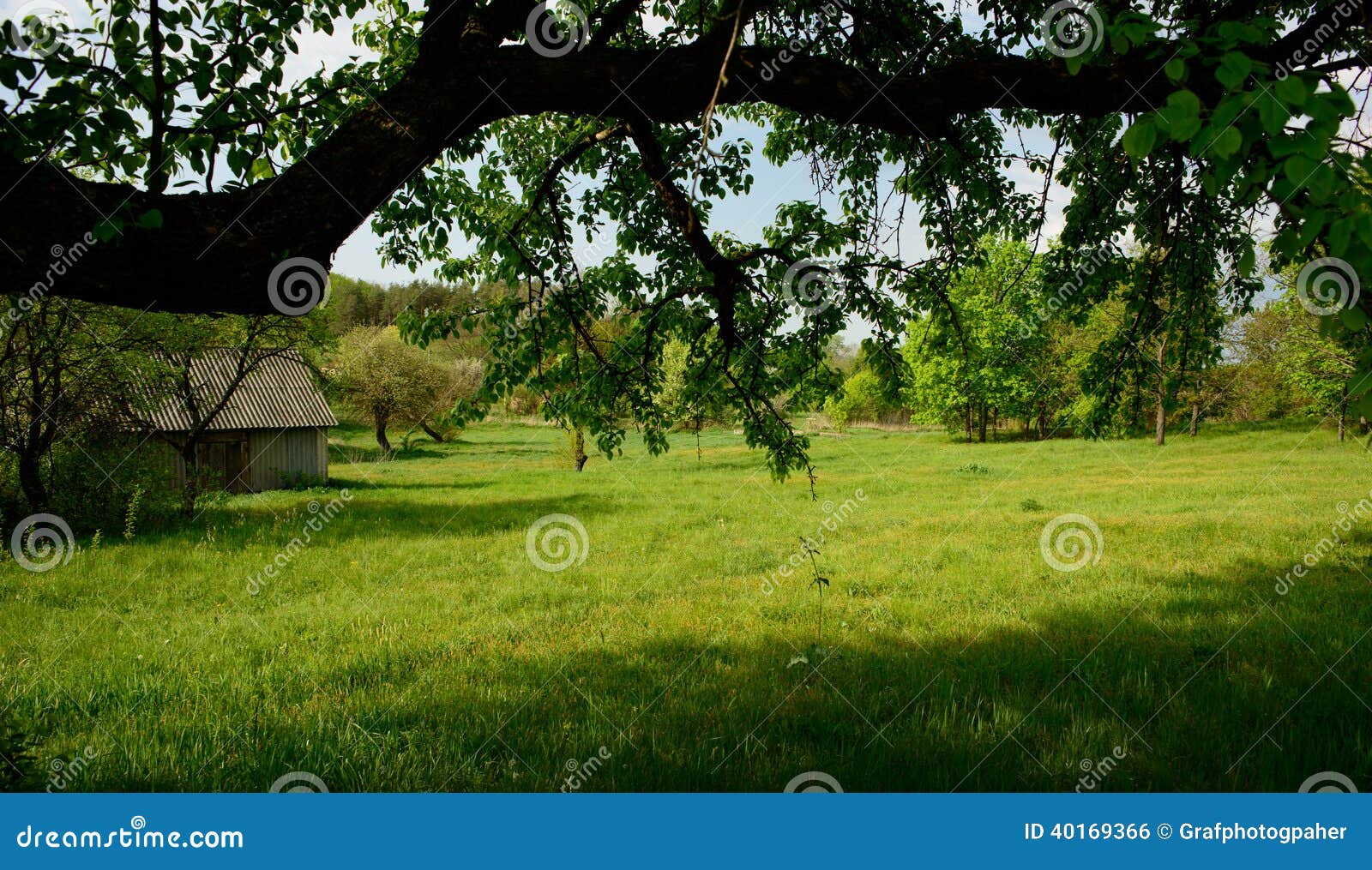 Spring season stock photo. Image of bloom, environment - 40169366