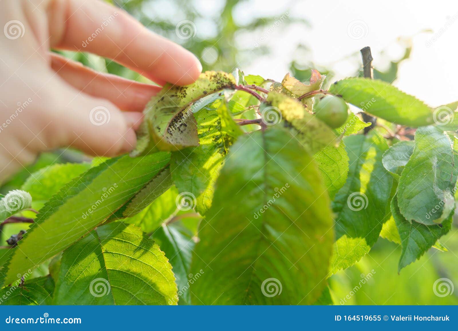 Spring Season, Cherry Tree, Close-ups of Insects Aphid Pests Stock ...