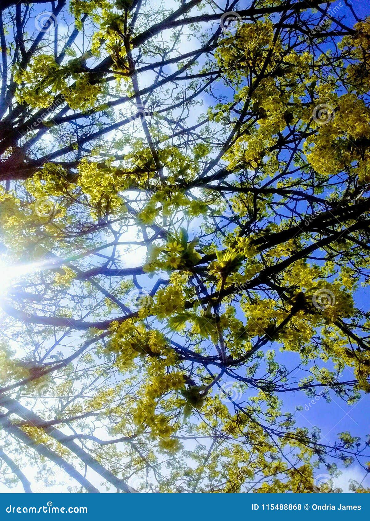 Spring stock photo. Image of spring, trees, finally - 115488868
