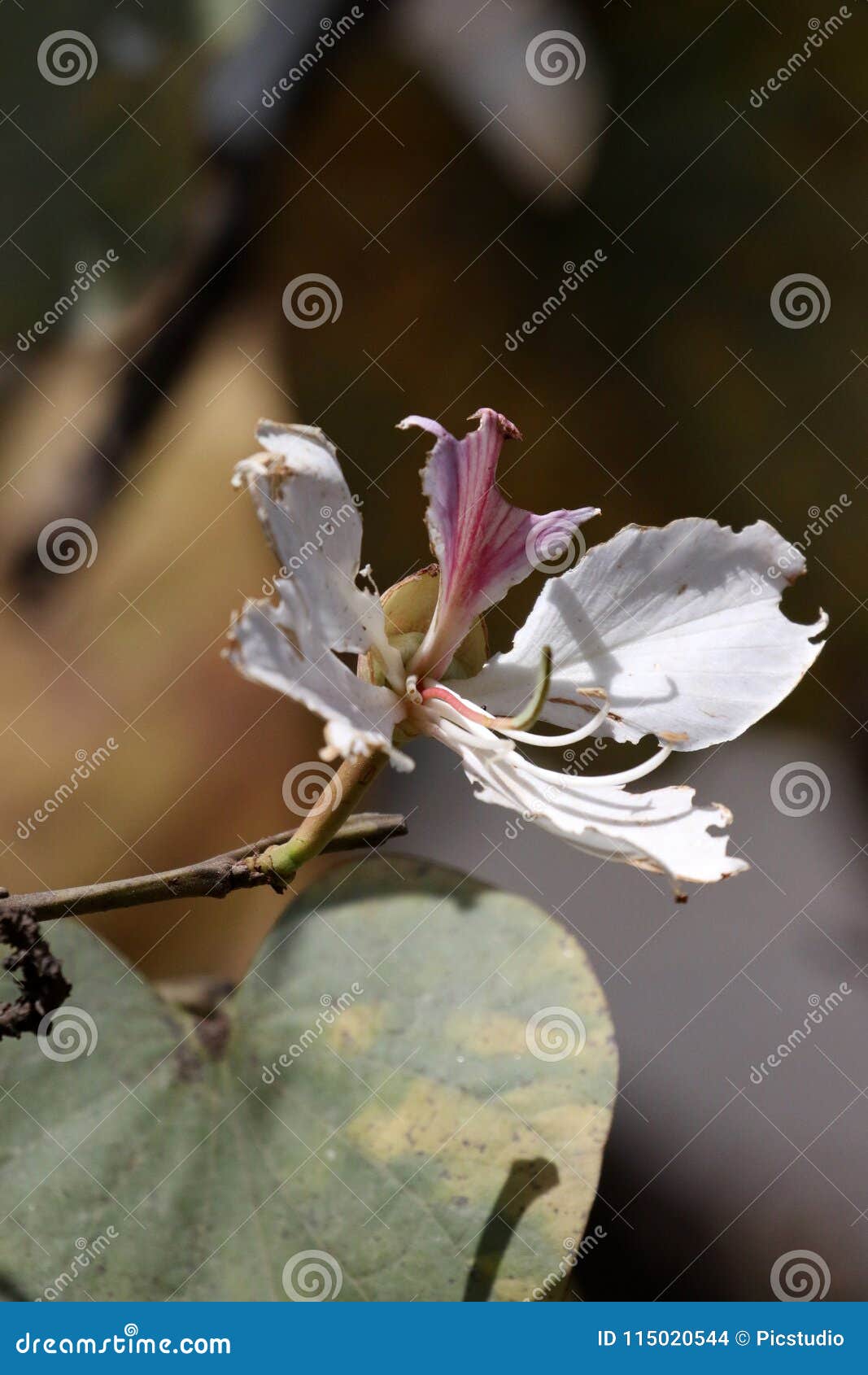 Spring season flower stock photo. Image of flower, greenery - 115020544