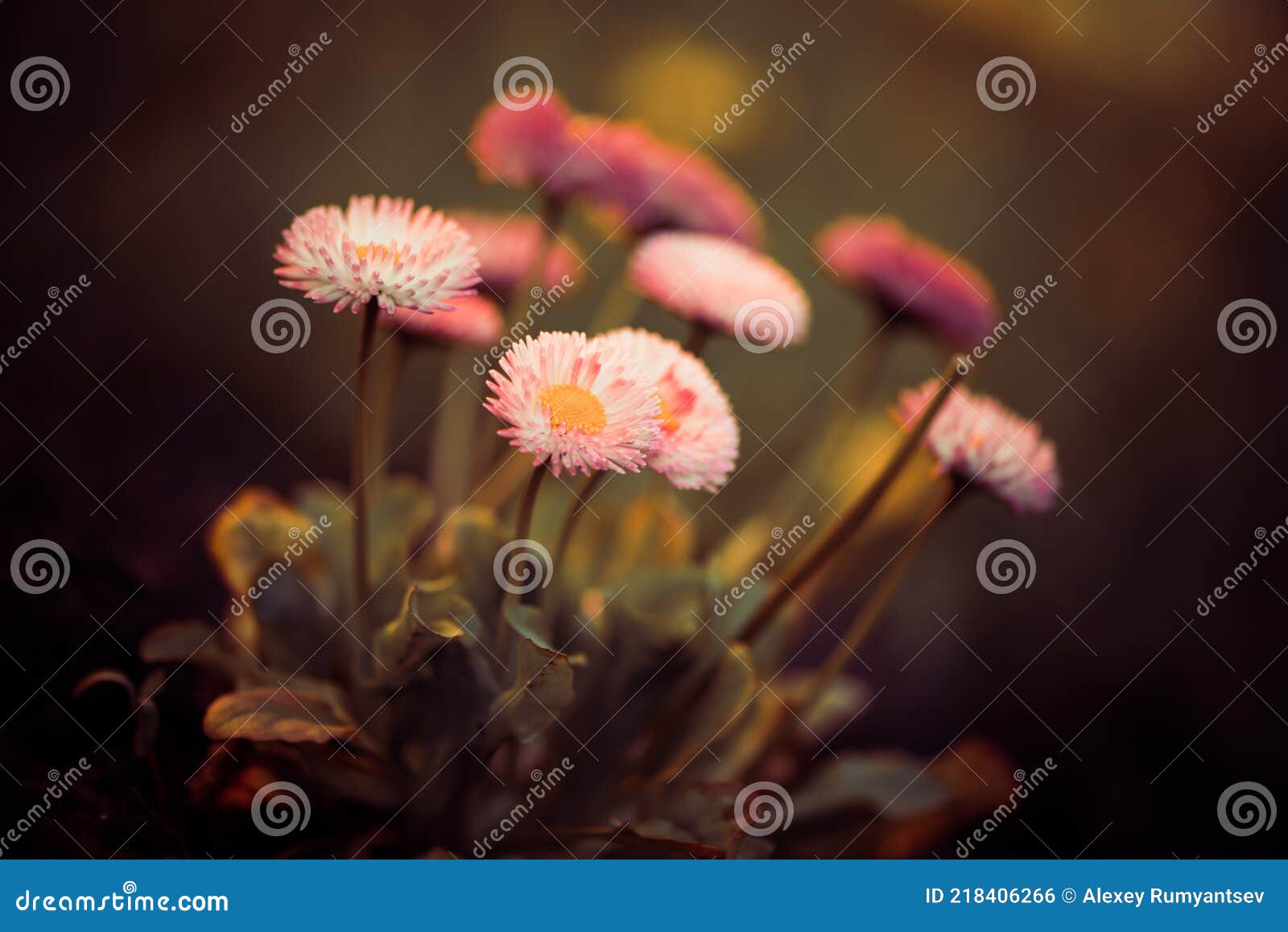 Spring Season Garden Flowers in Sunset Stock Photo - Image of bloom ...