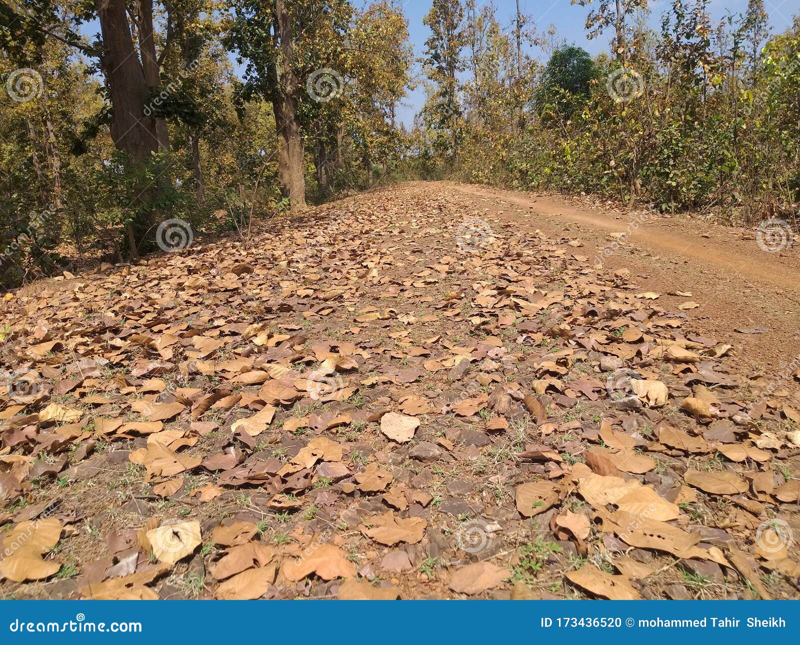 Spring Season Has Started in the Forests of Bastar Village Aproch Road ...